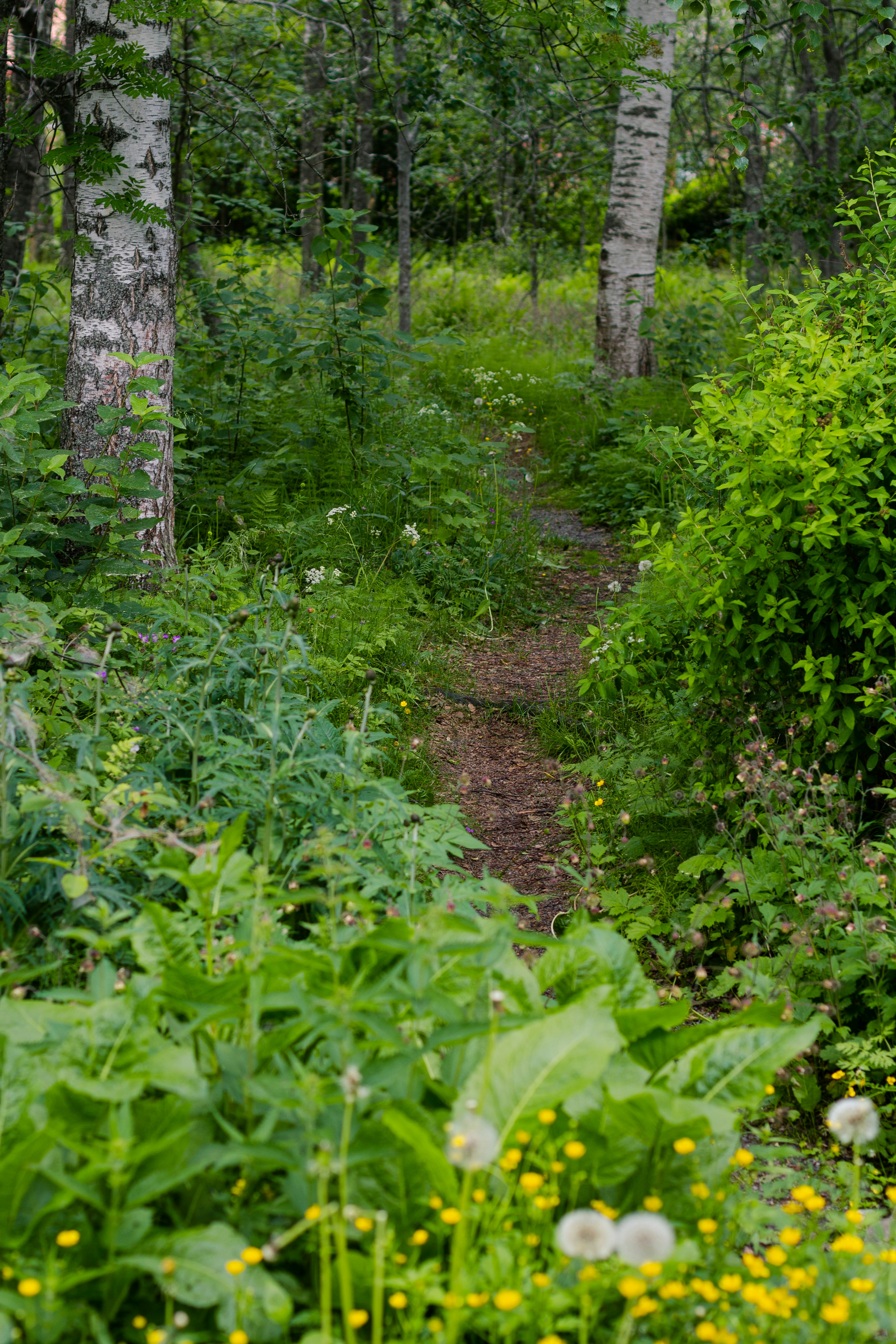 Emerald Corridor: A Quiet Forest Path Between Birch Trunks