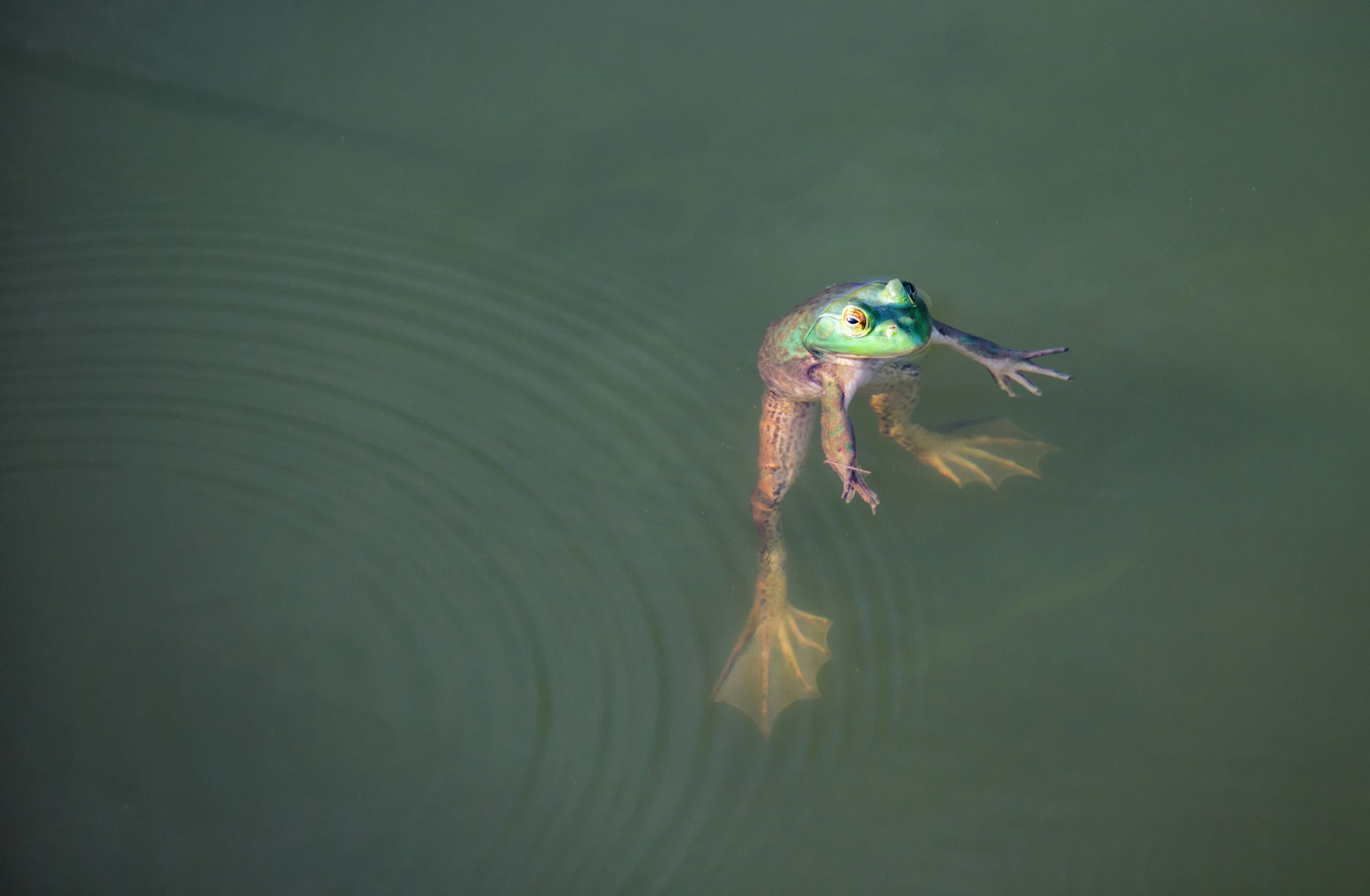 A frog that is floating in the water photo – Free Frog Image on Unsplash