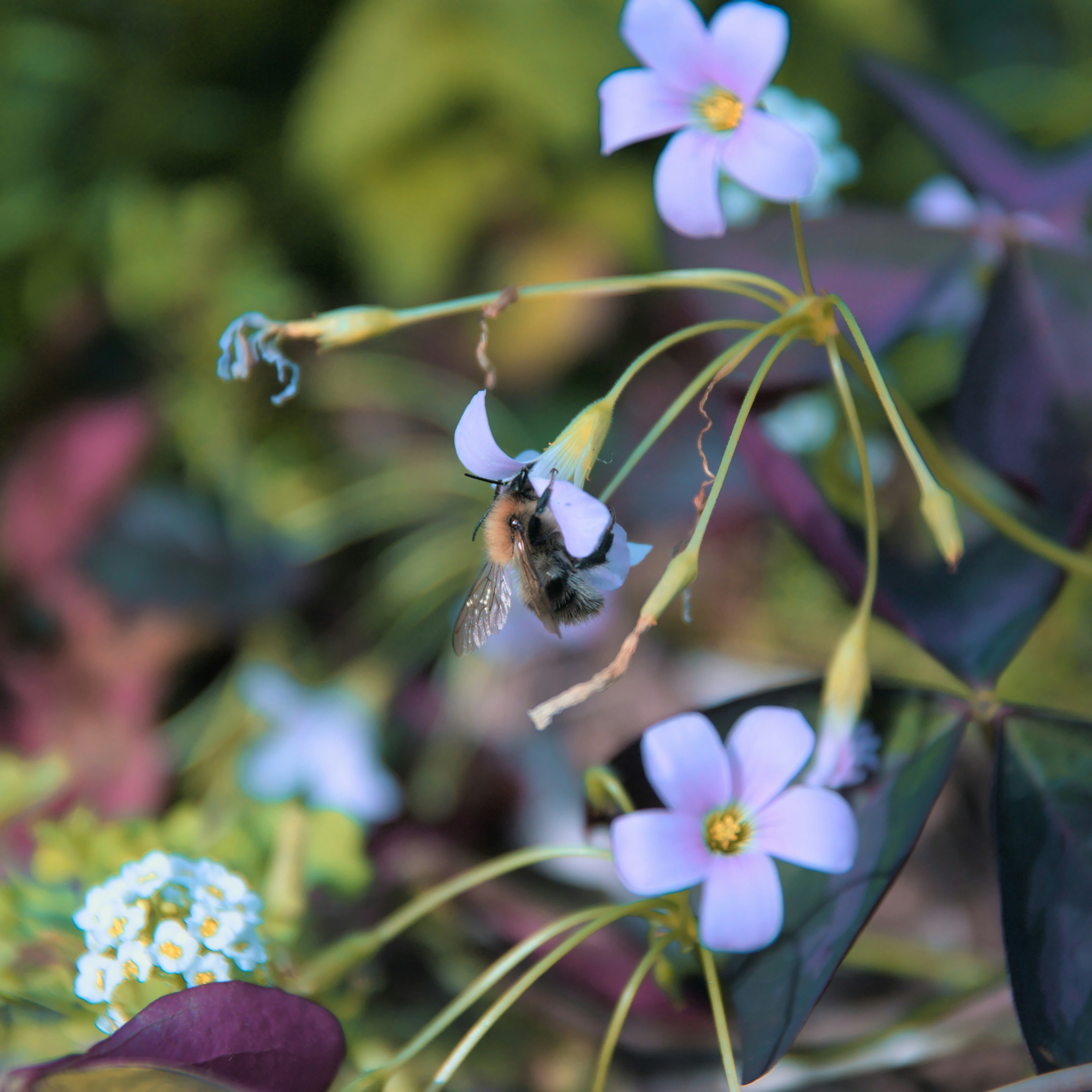 Hovering Bee Among Violet Petal Clusters