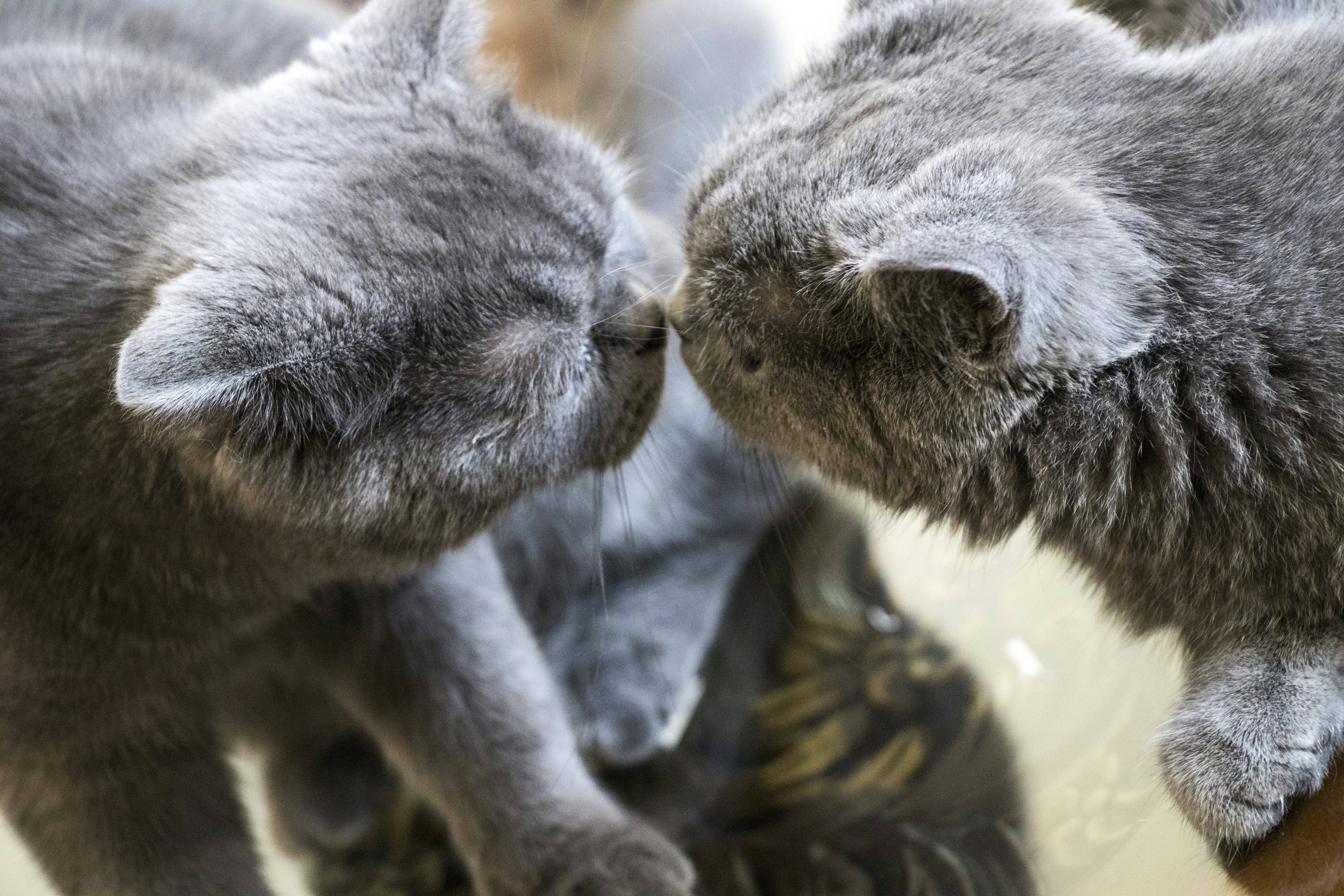 Whiskers in Convergence: A Nose-to-Nose Moment Between Two Grey Cats