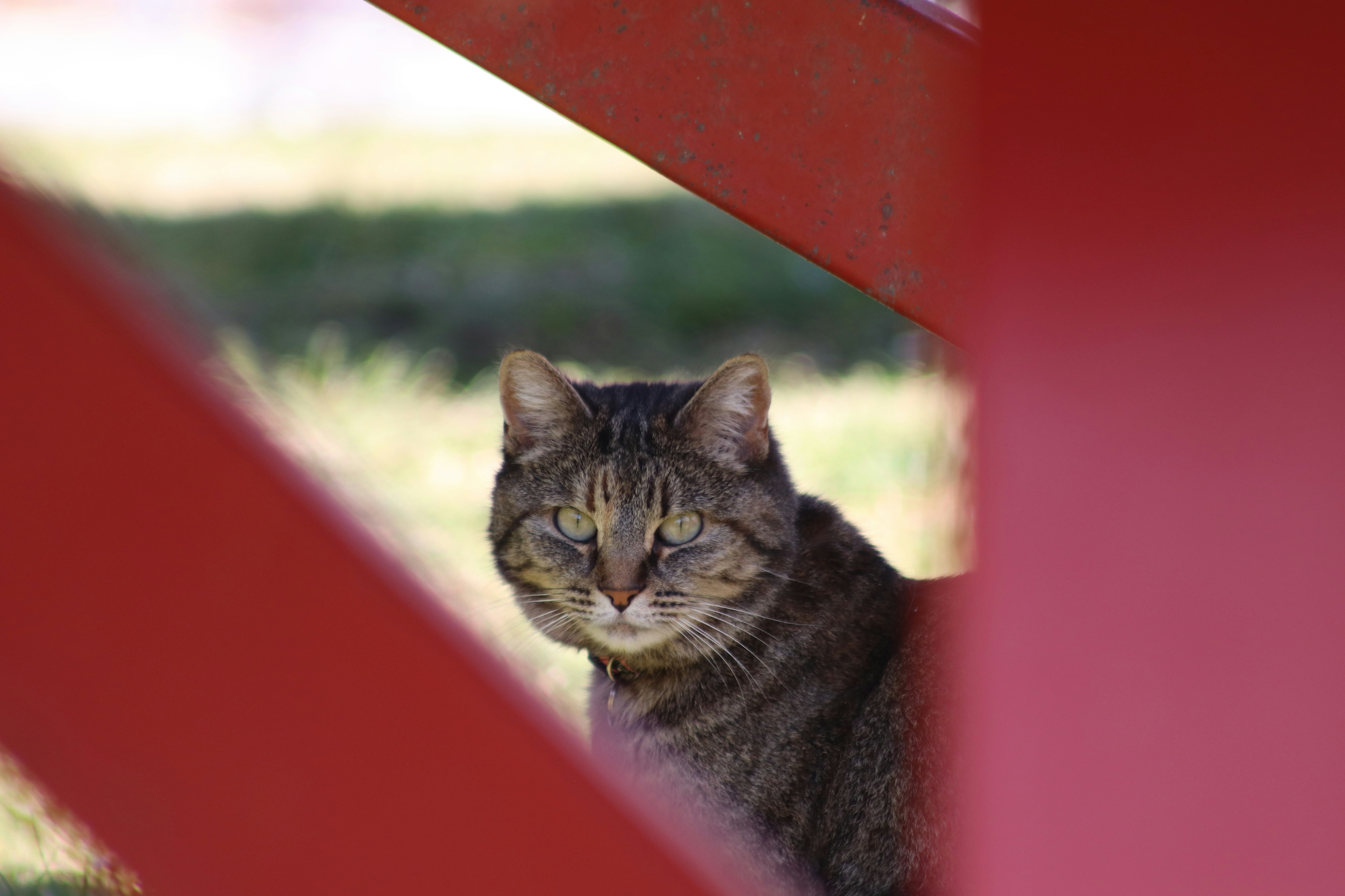 Whiskers in the Gaps: Cat Peering Through Red Slats