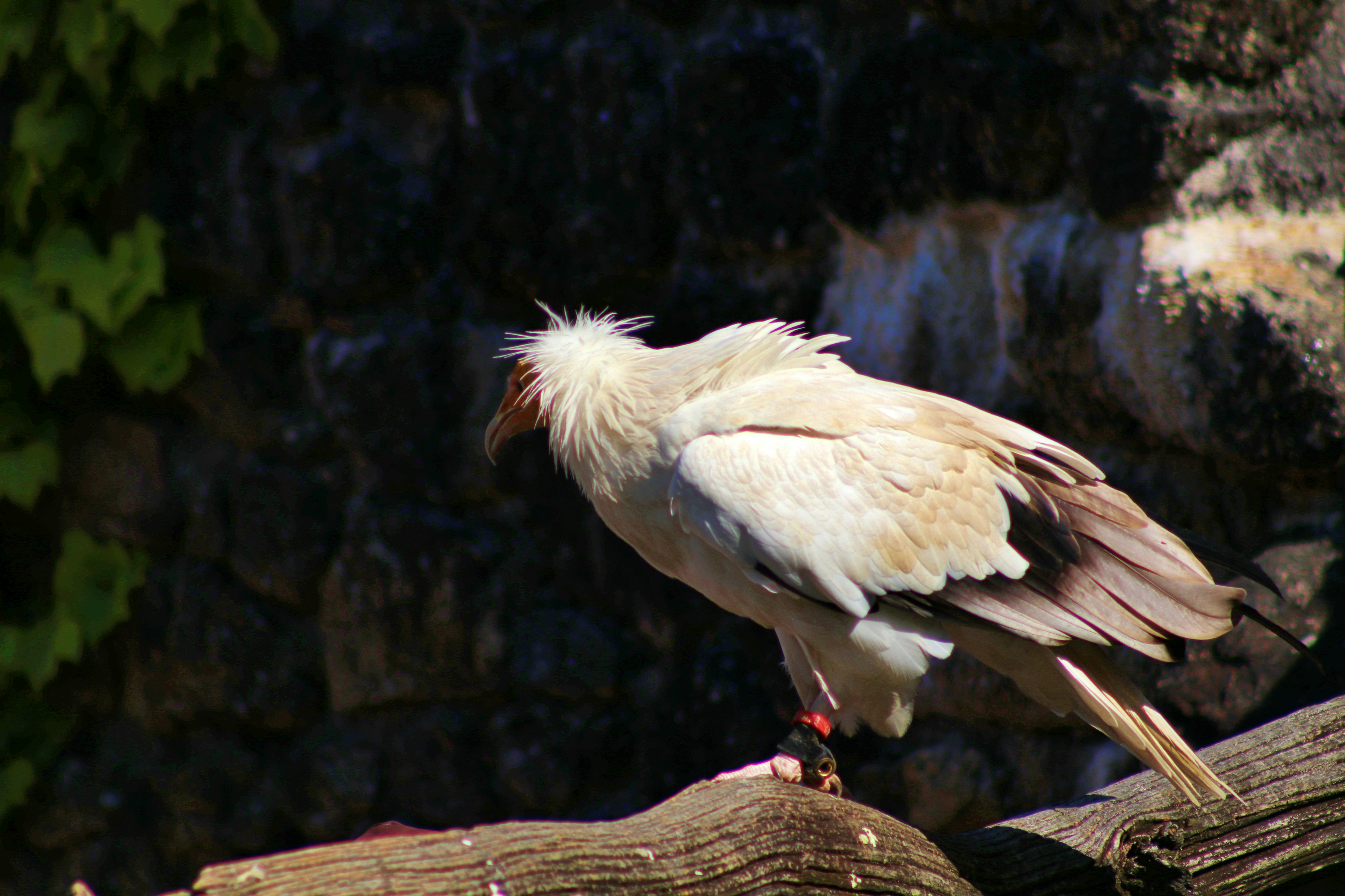 Crested White Heron Perches on a Weathered Branch Under Dappled Light