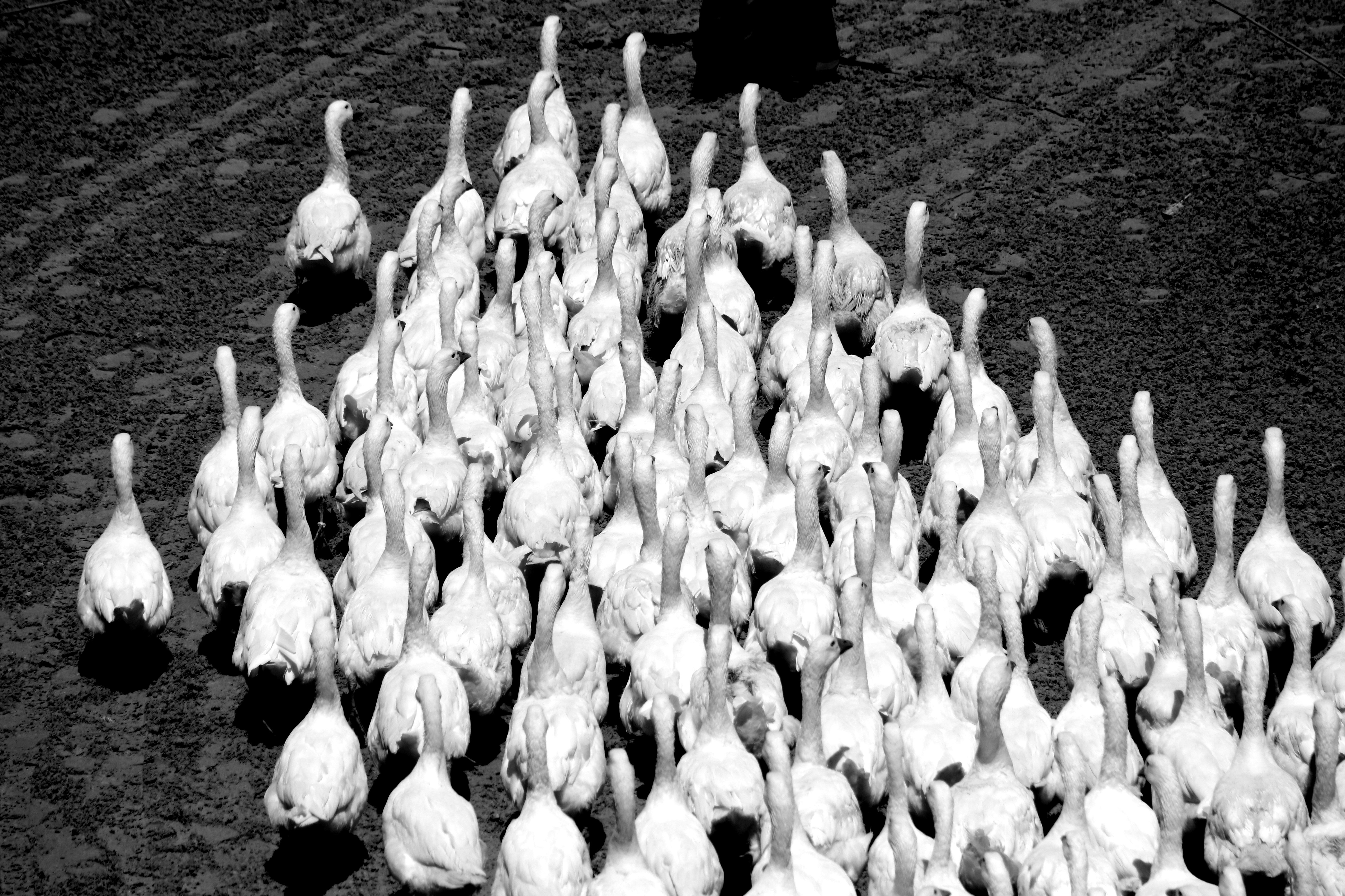 A flock of birds standing next to each other photo – Free Animal Image ...