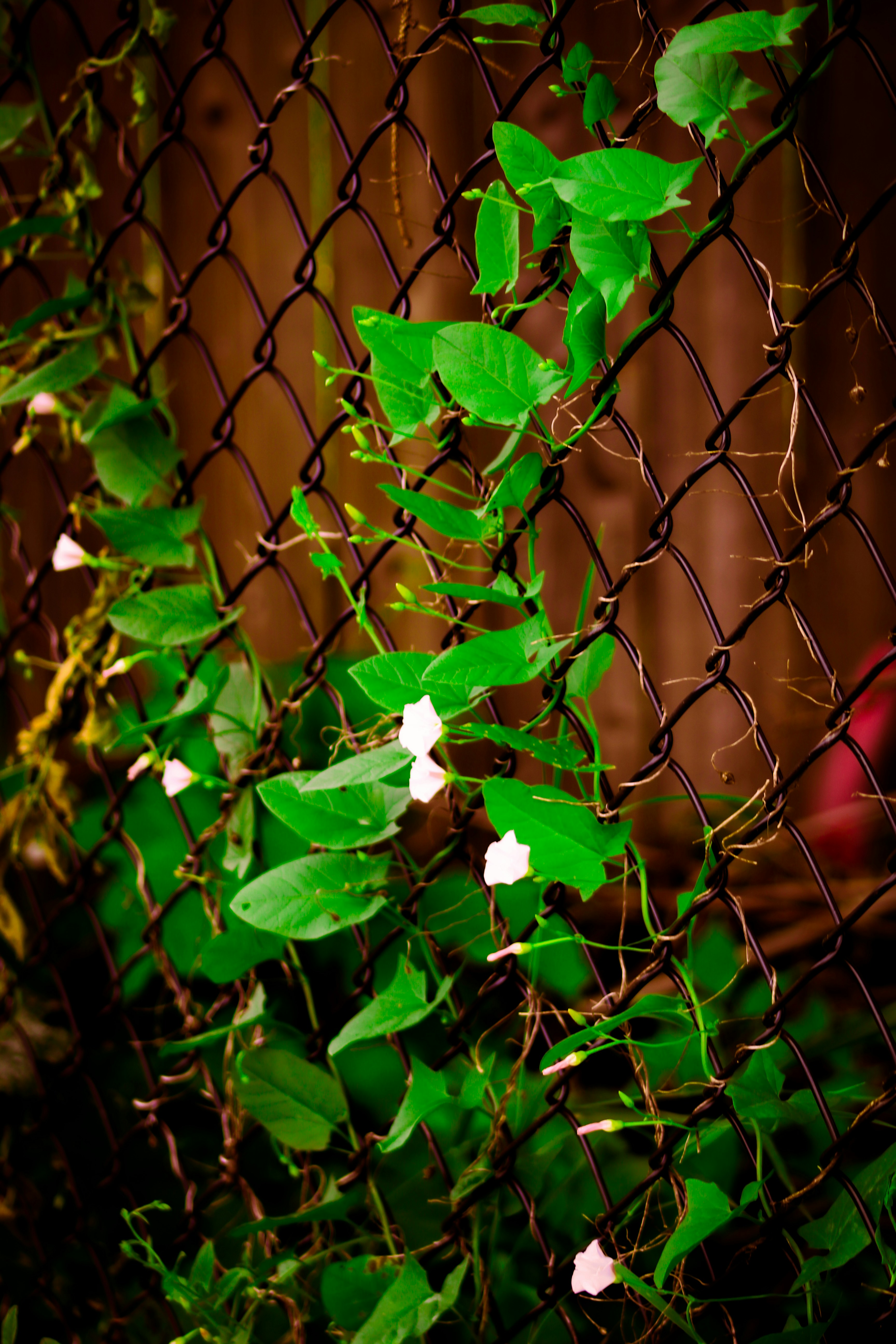 Vines Claim the Rusted Mesh