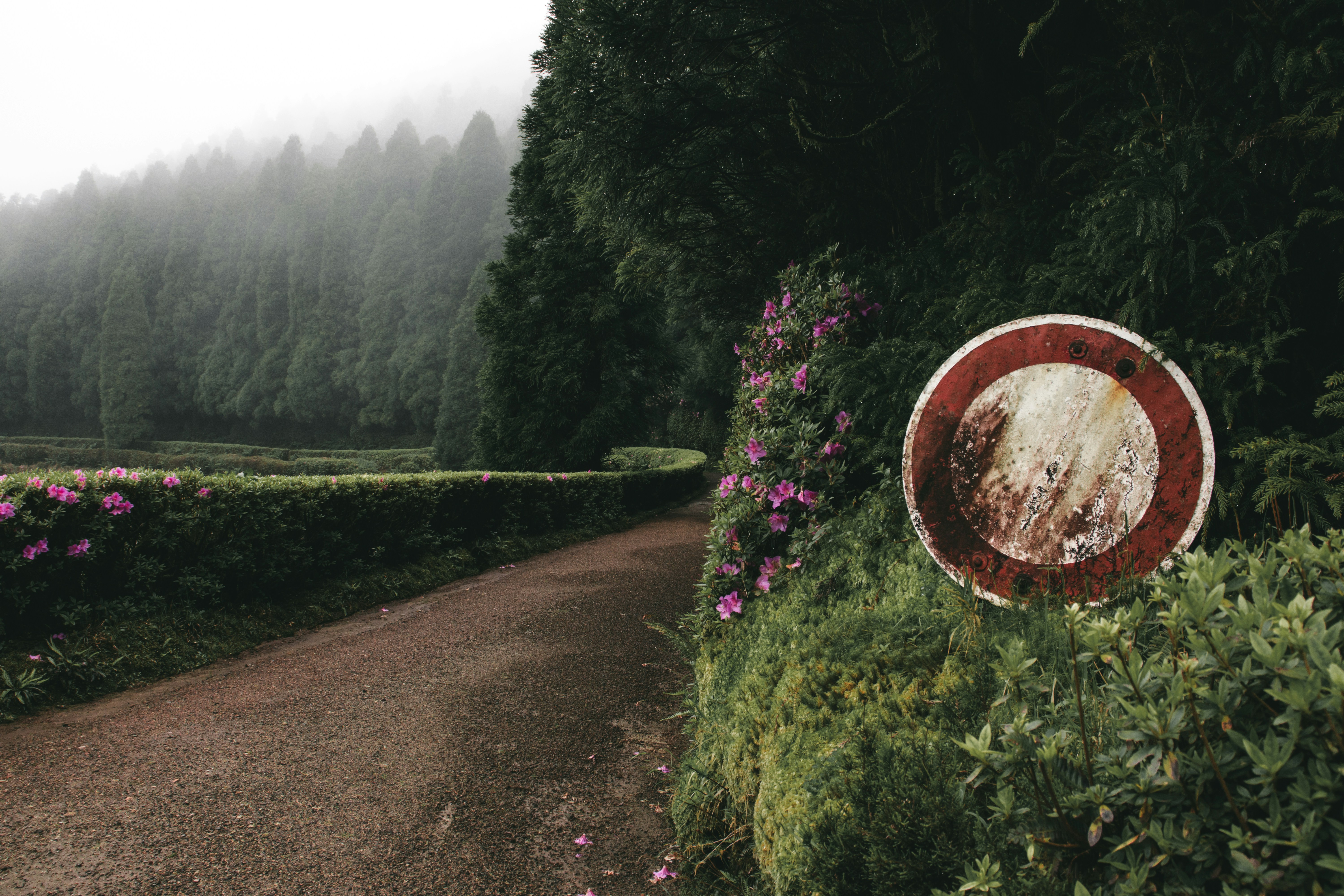 Misty Garden Path with Weathered Sign