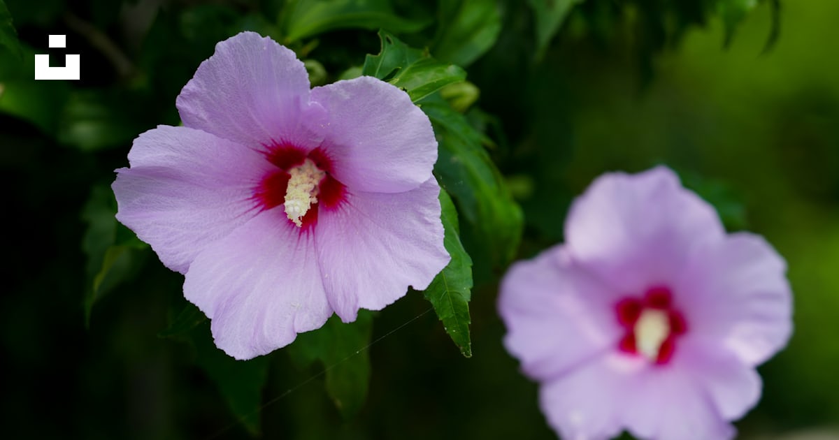 Foto Dos Flores Rosadas Con Hojas Verdes En El Fondo Imagen Gratis En