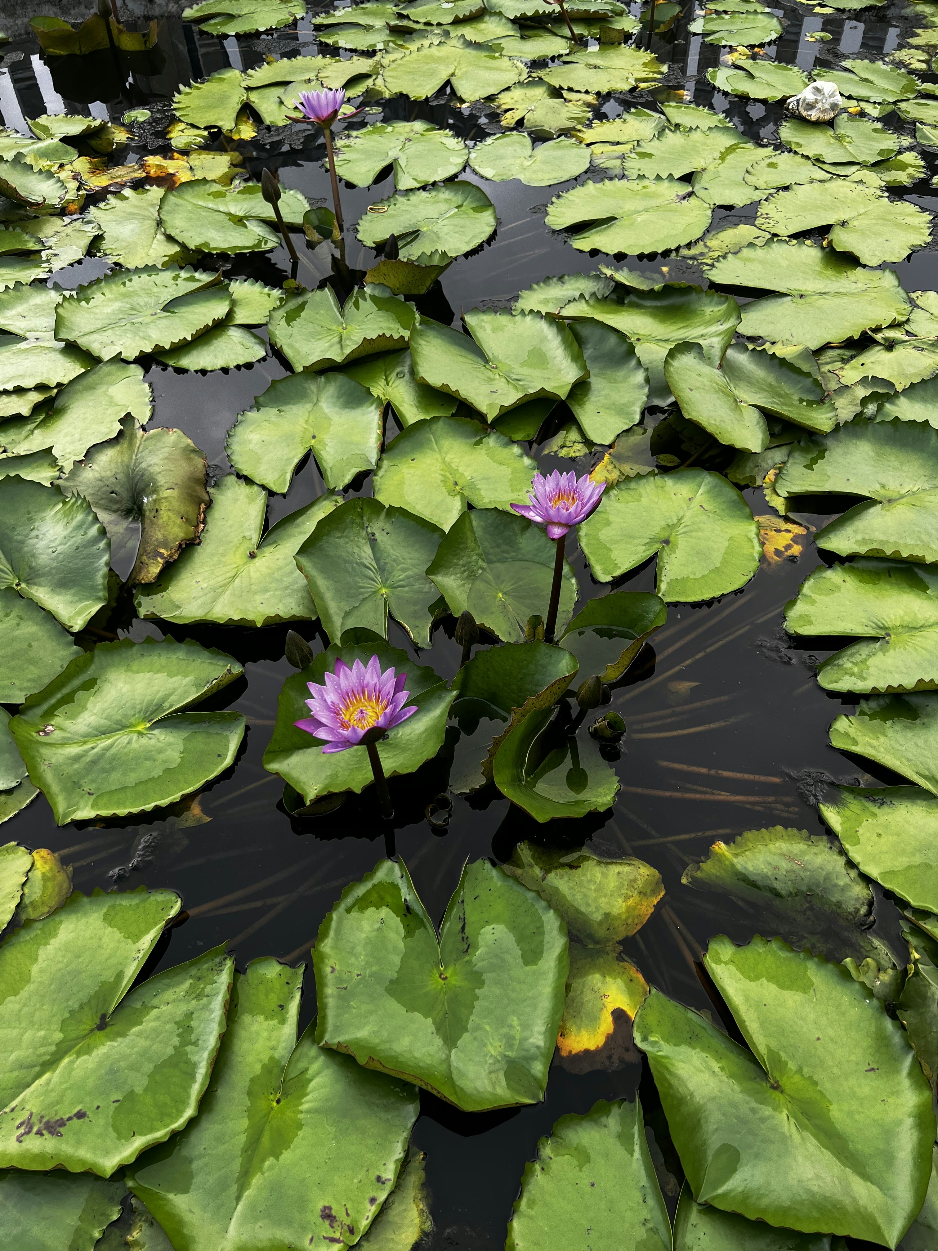 Mayur sharma (@mayur24) | Unsplash Photo Community