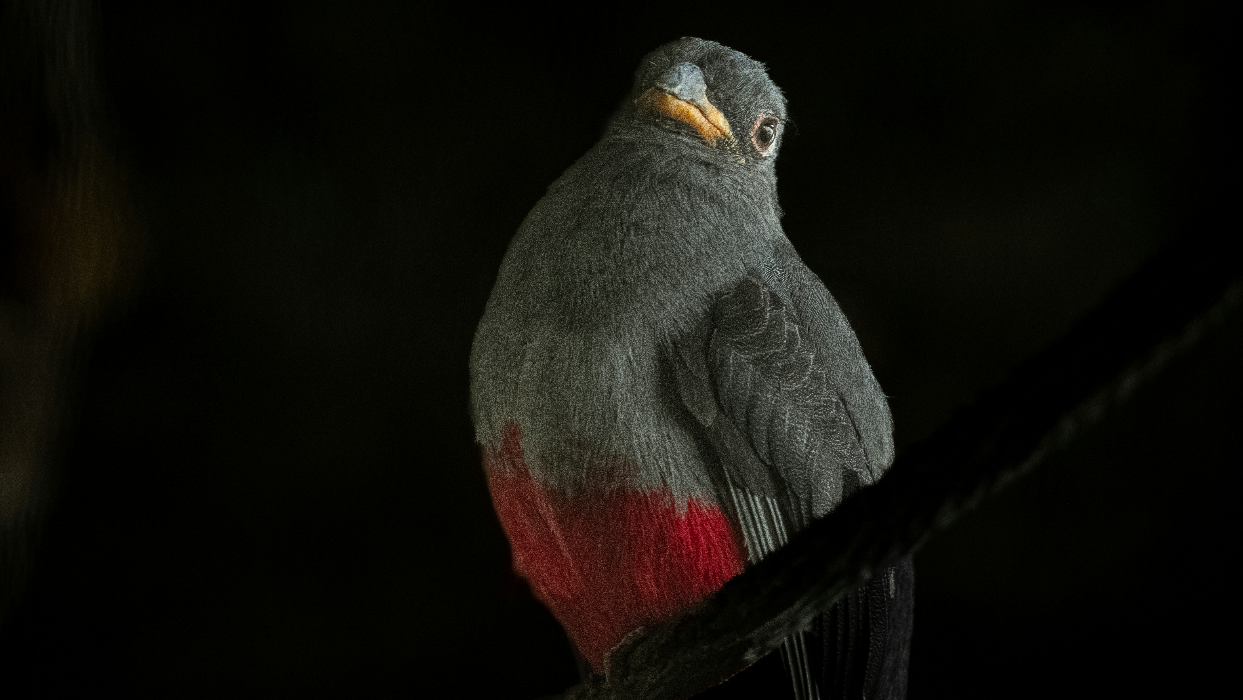Red-Bellied Sentinel on a Shadowed Branch