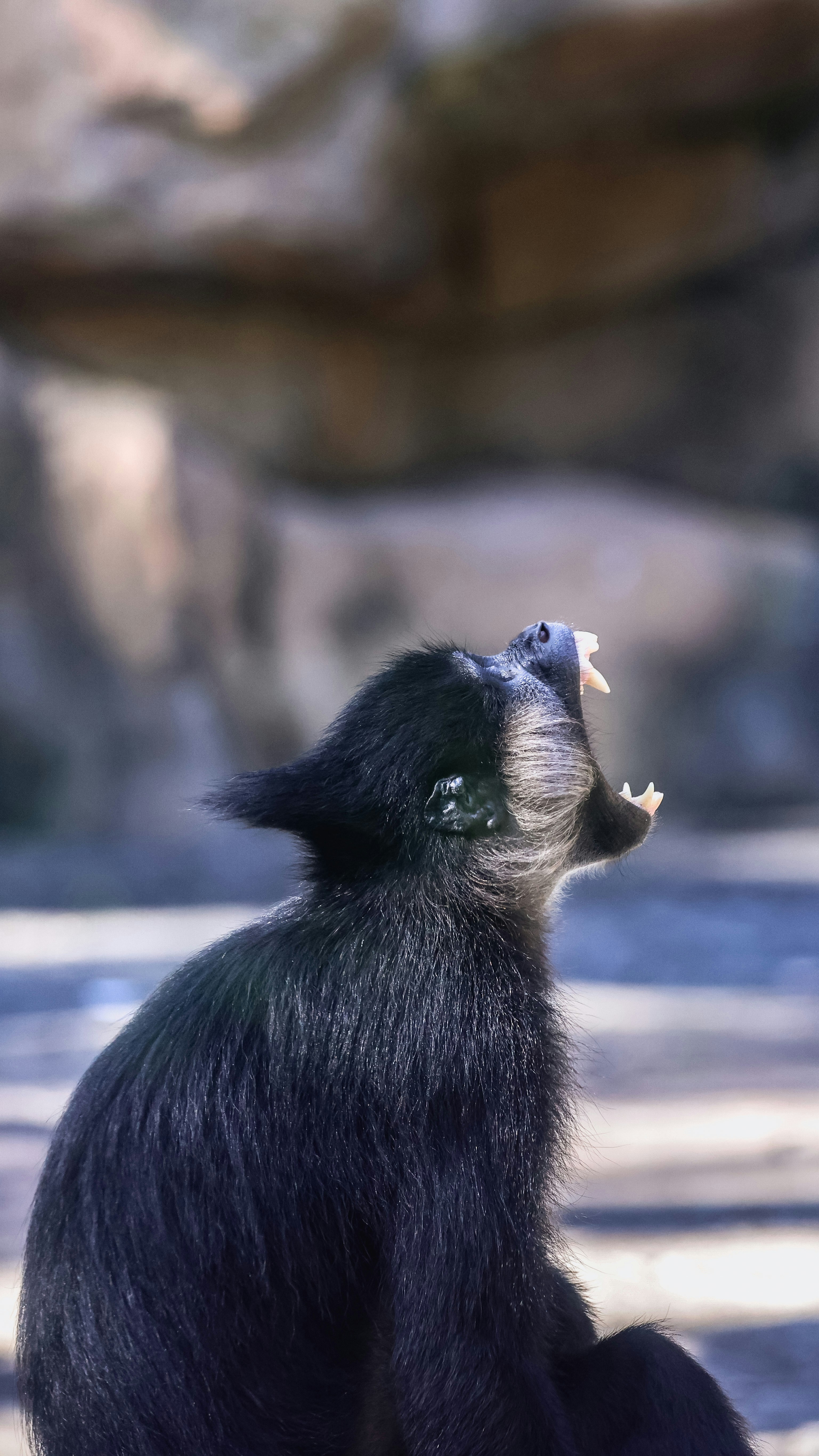 Midday Yawn: Black Fur Against a Stony Backdrop
