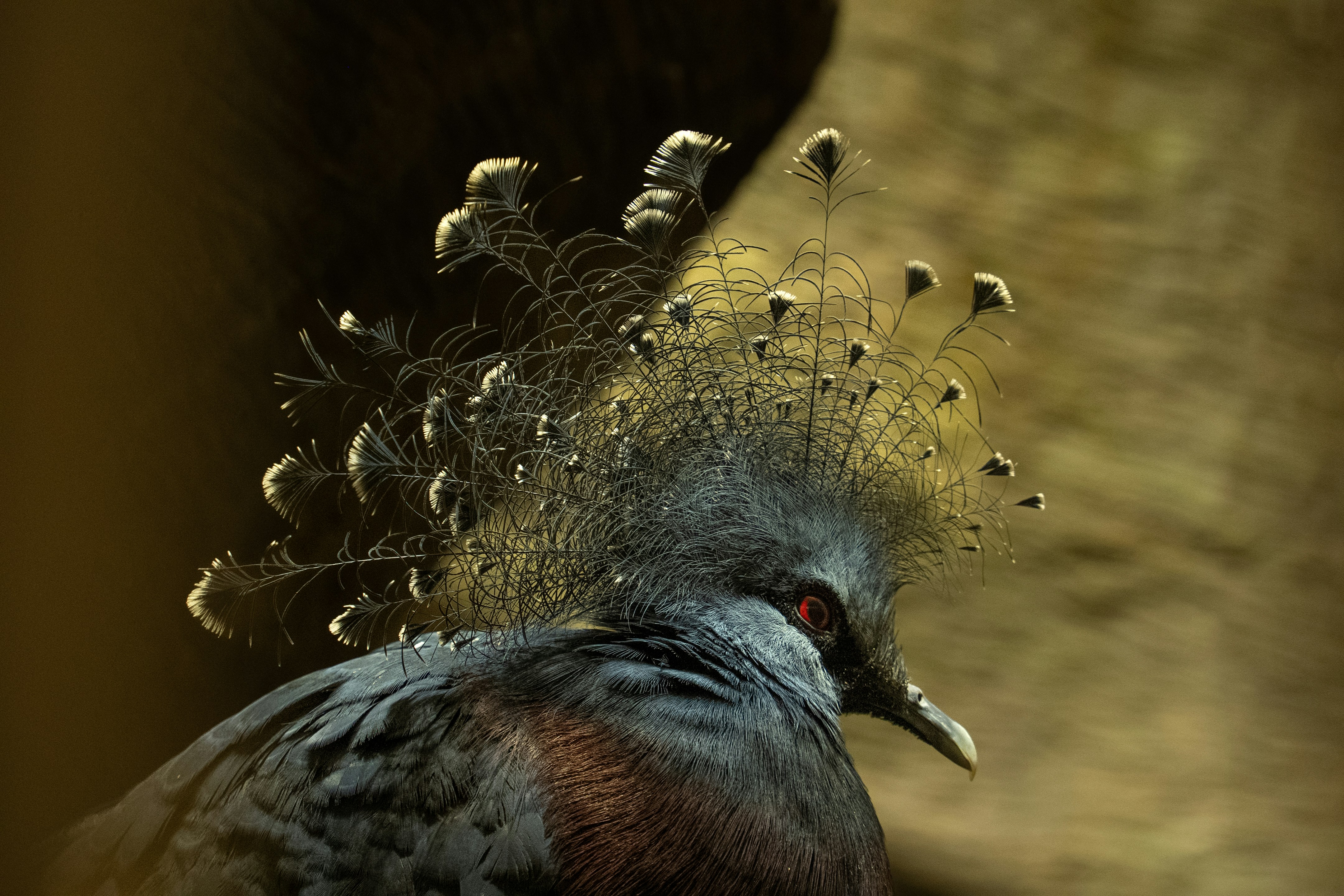 Crown of Filigree: Portrait of a Victoria Crowned Pigeon