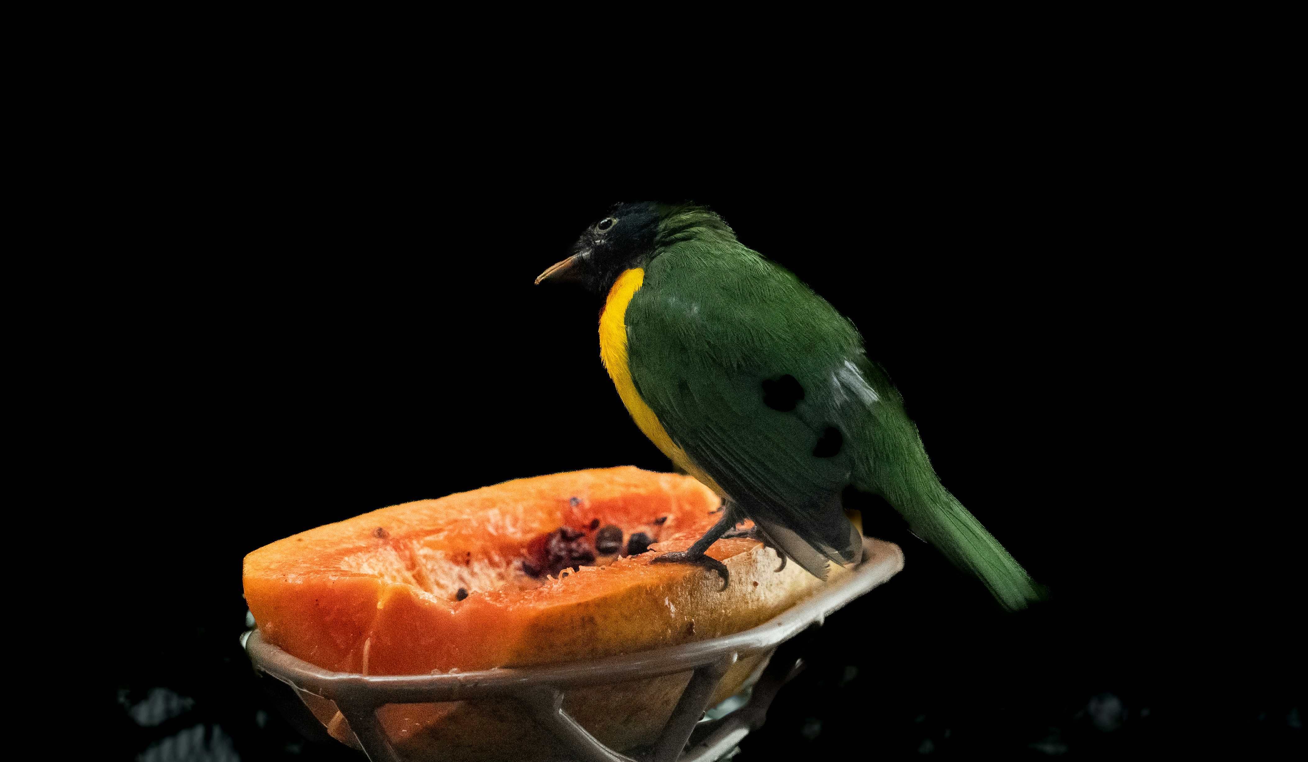 Emerald Songbird on Papaya: A Moment of Color Against Night