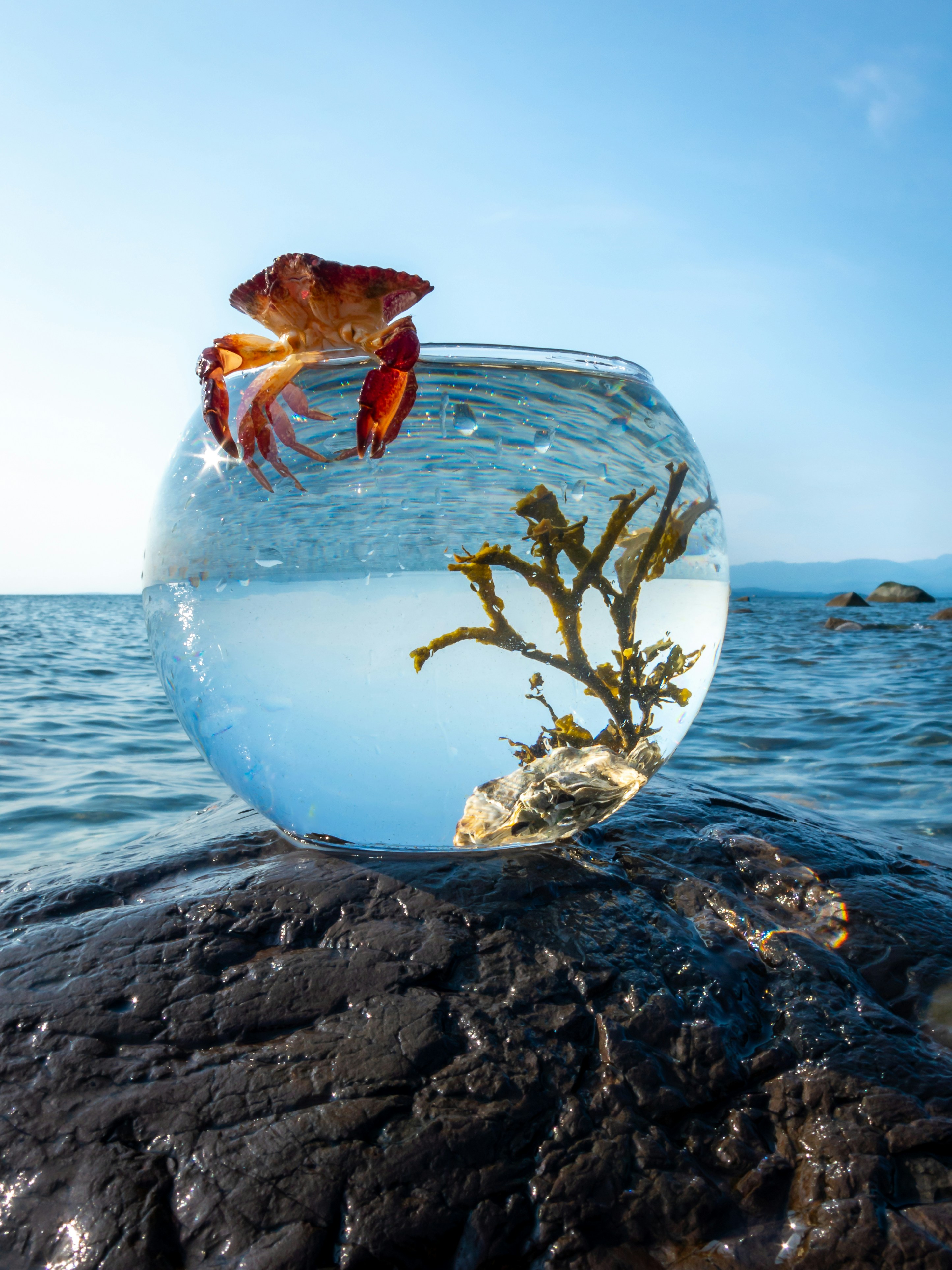 Un poisson dans un bol au sommet d’un rocher photo – Image gratuite de ...