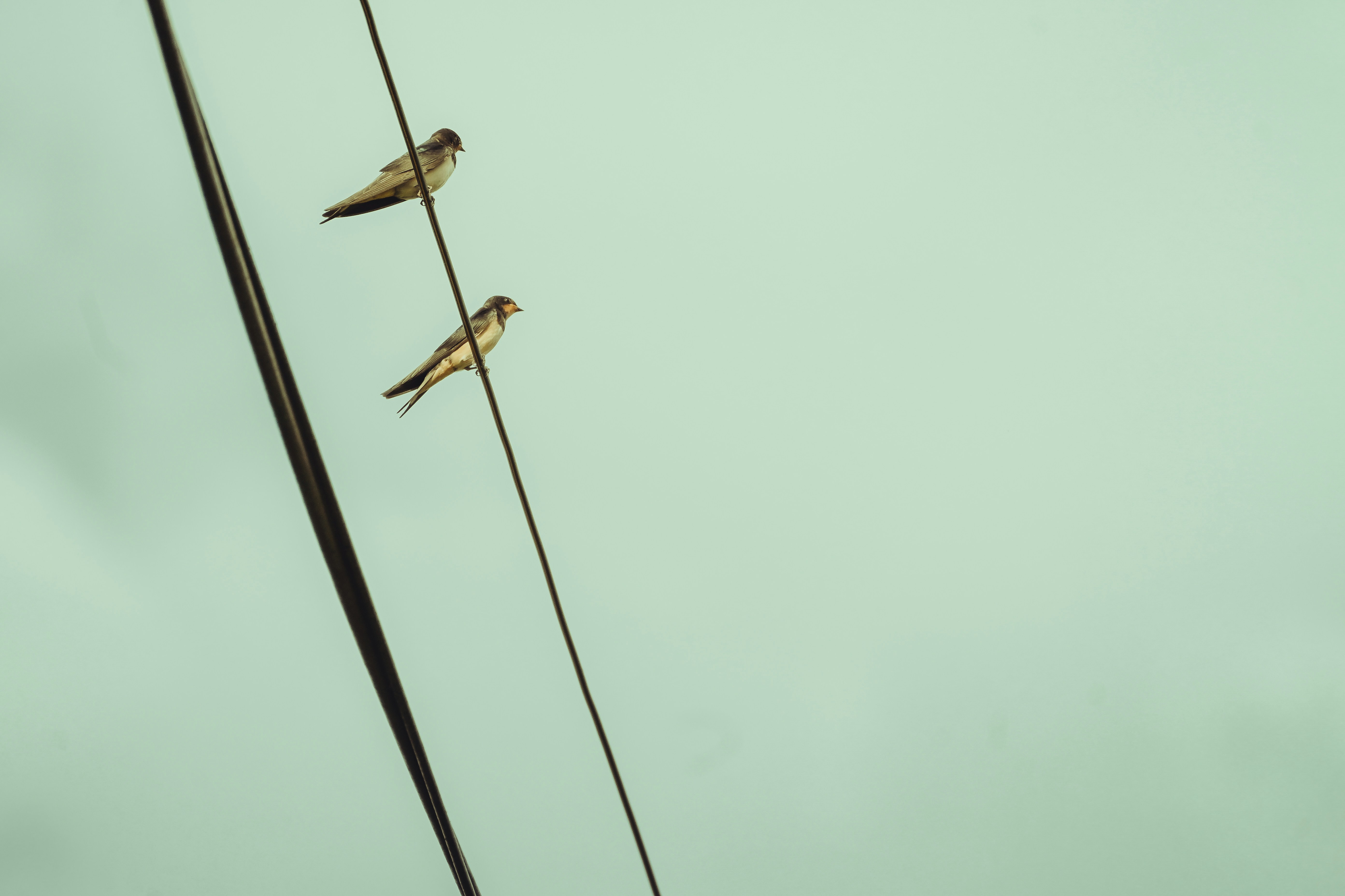 Swifts not being swift