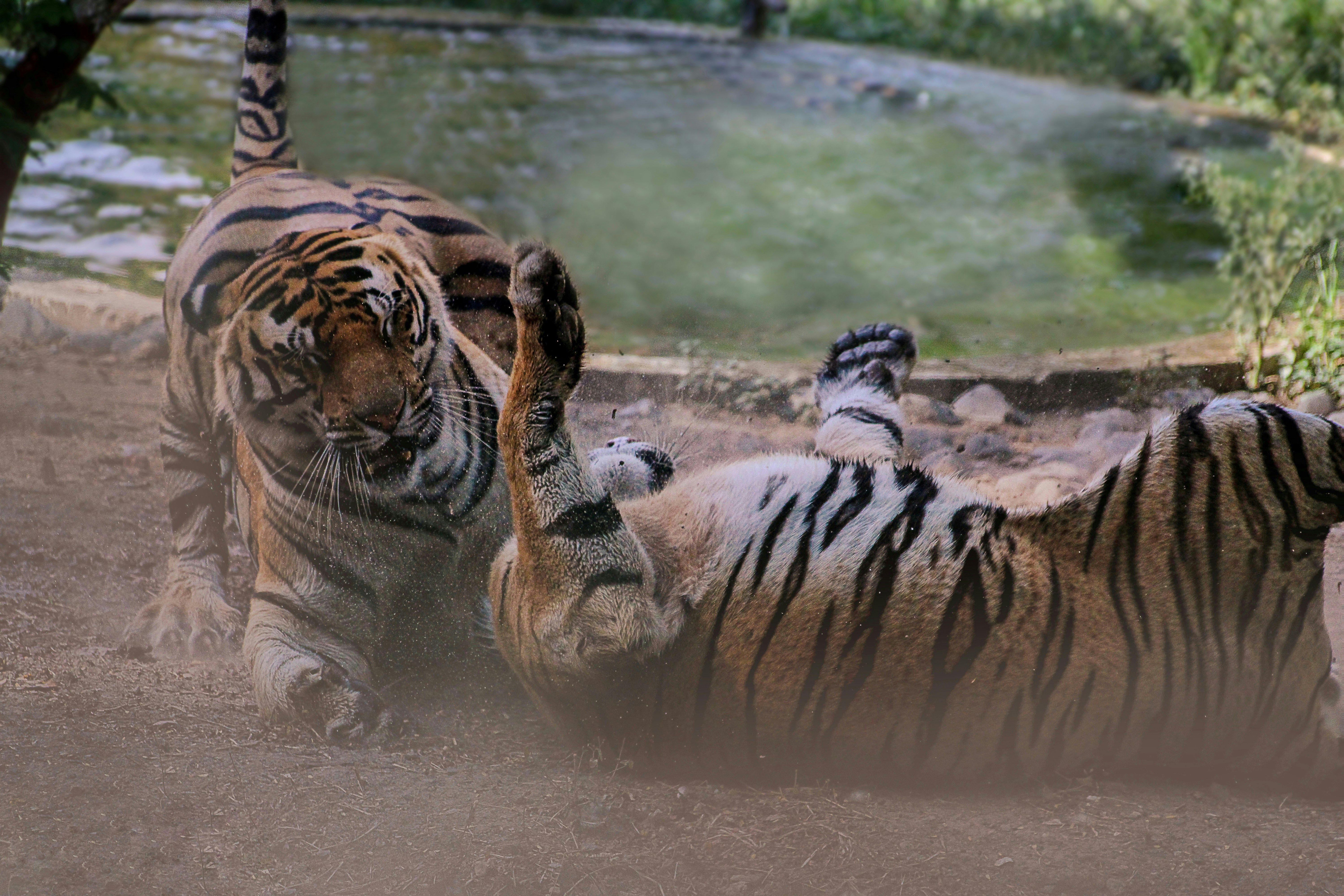A couple of tigers playing with each other photo – Free Tiger Image on ...