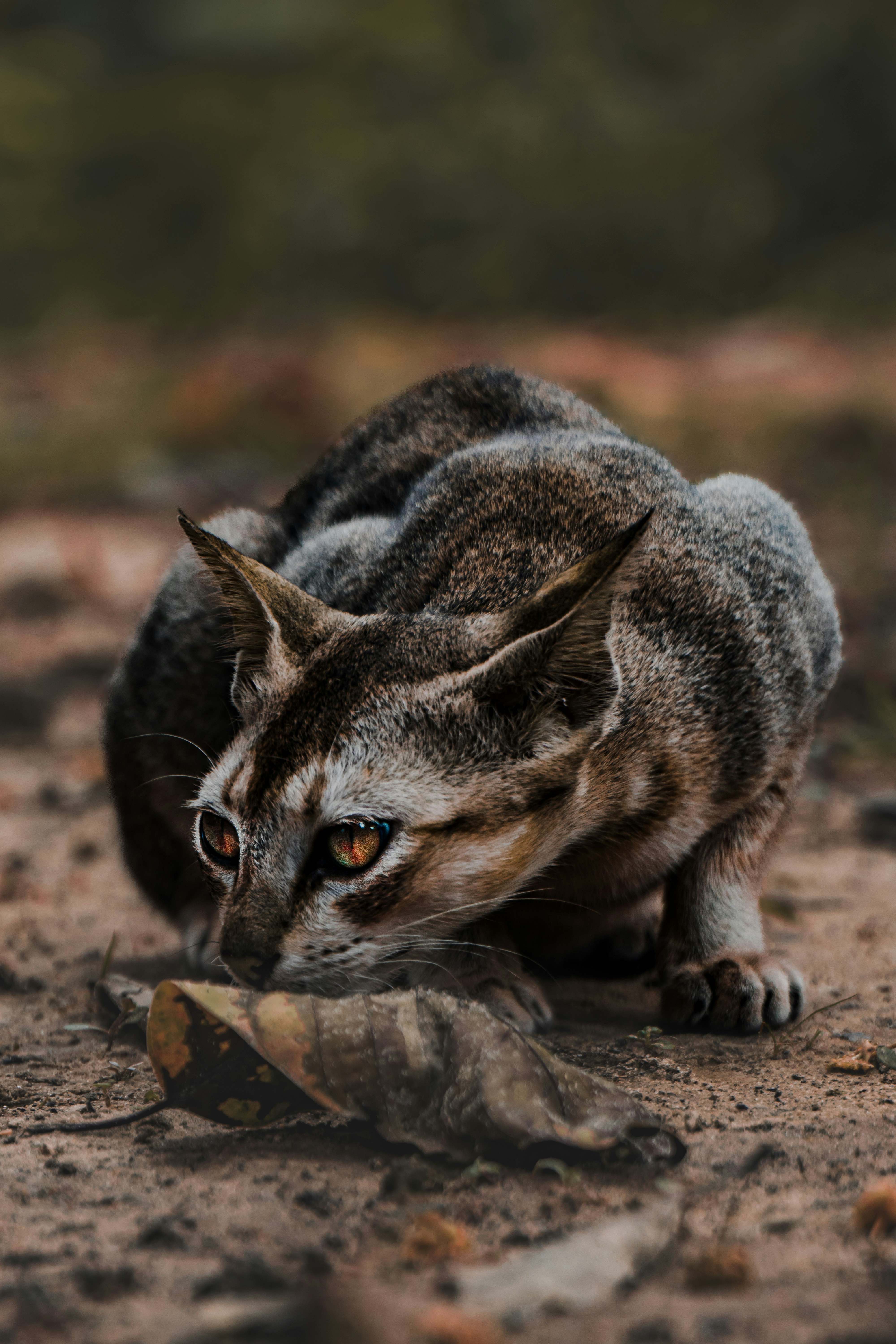 Leaf-Stalker: A Crouched Cat in Quiet Autumn Light