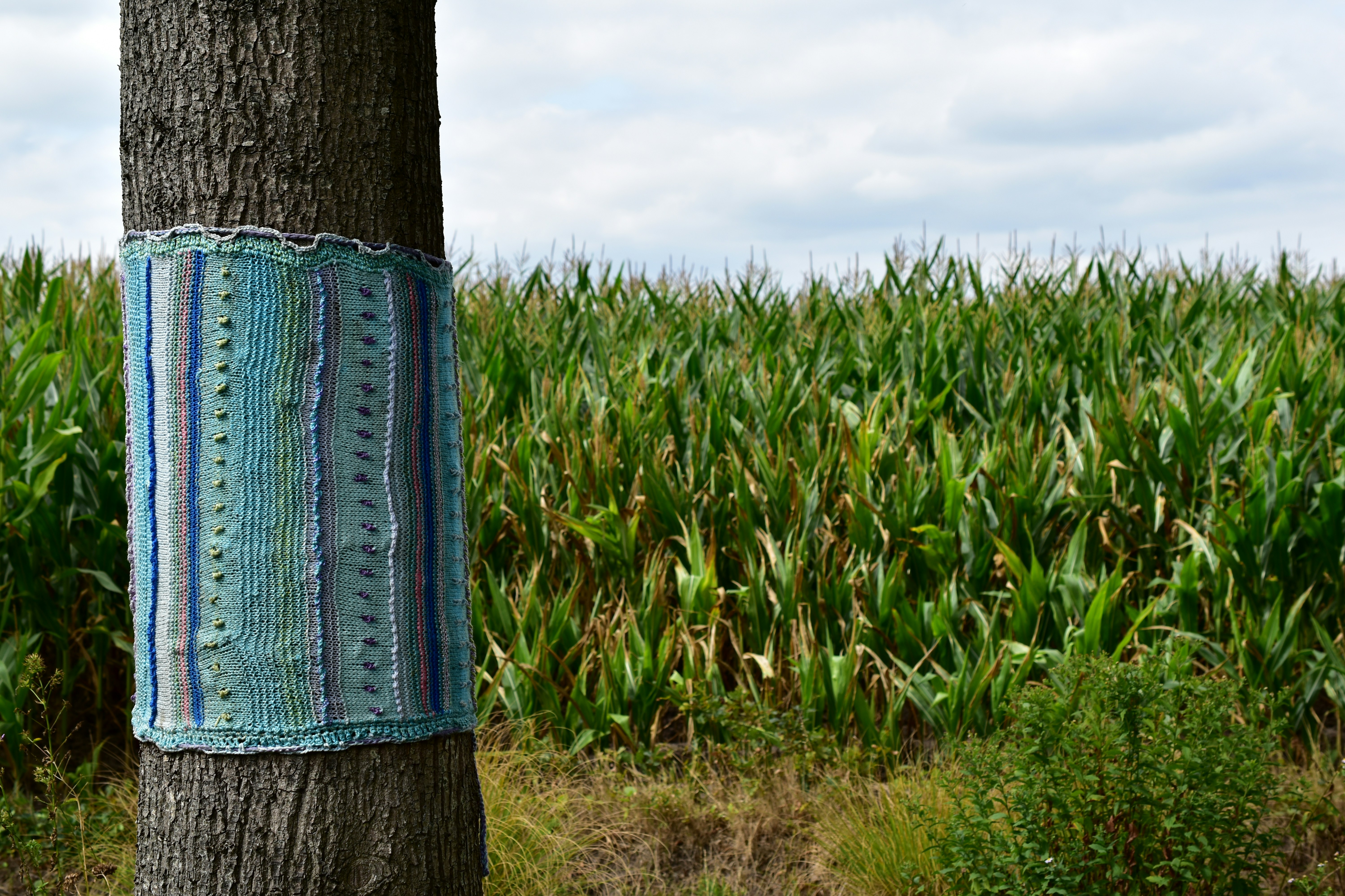 A piece of cloth hanging from a tree trunk photo – Free Ruinen Image on ...