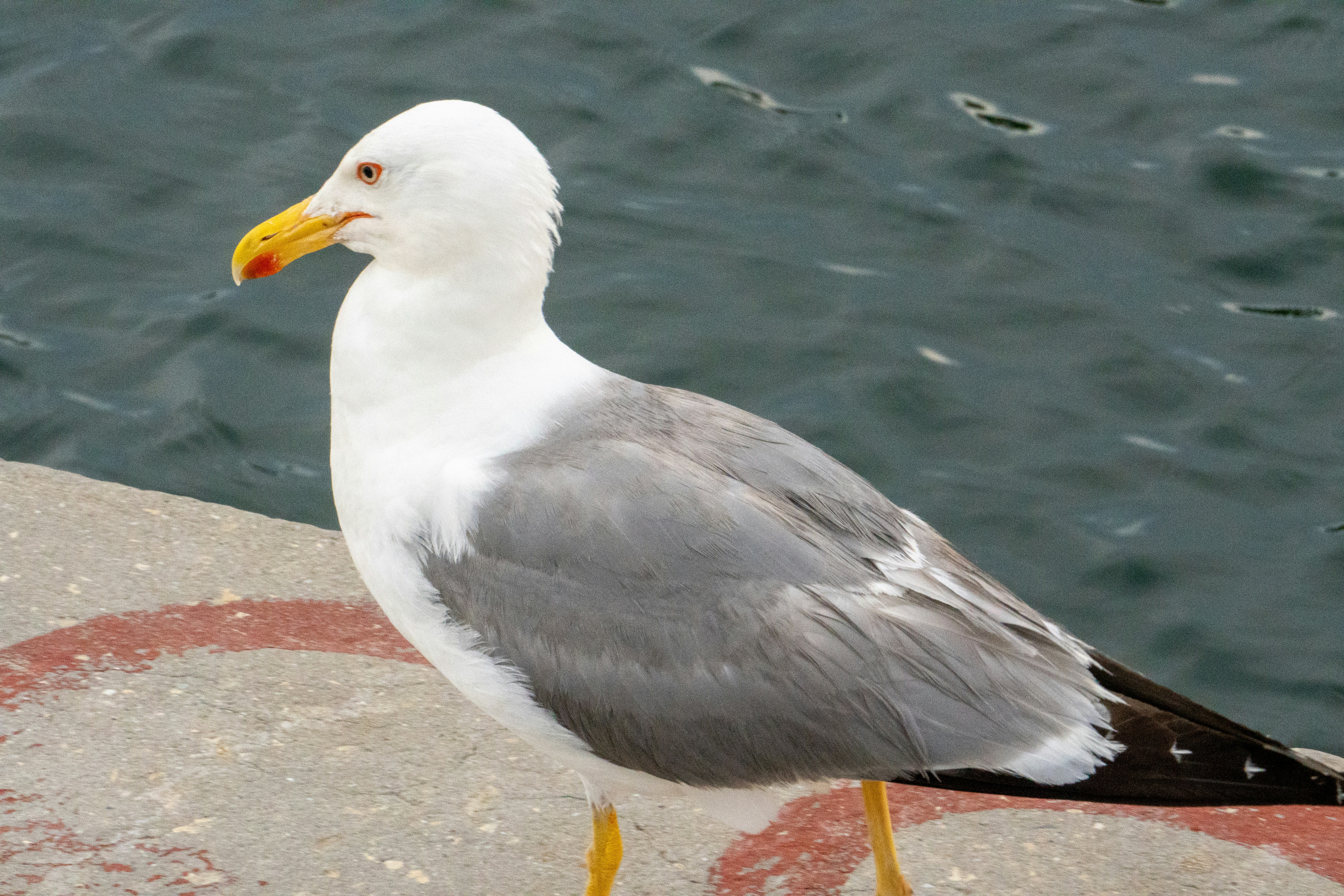 Harbor Sentinel: White Gull Perched at the Concrete Pier
