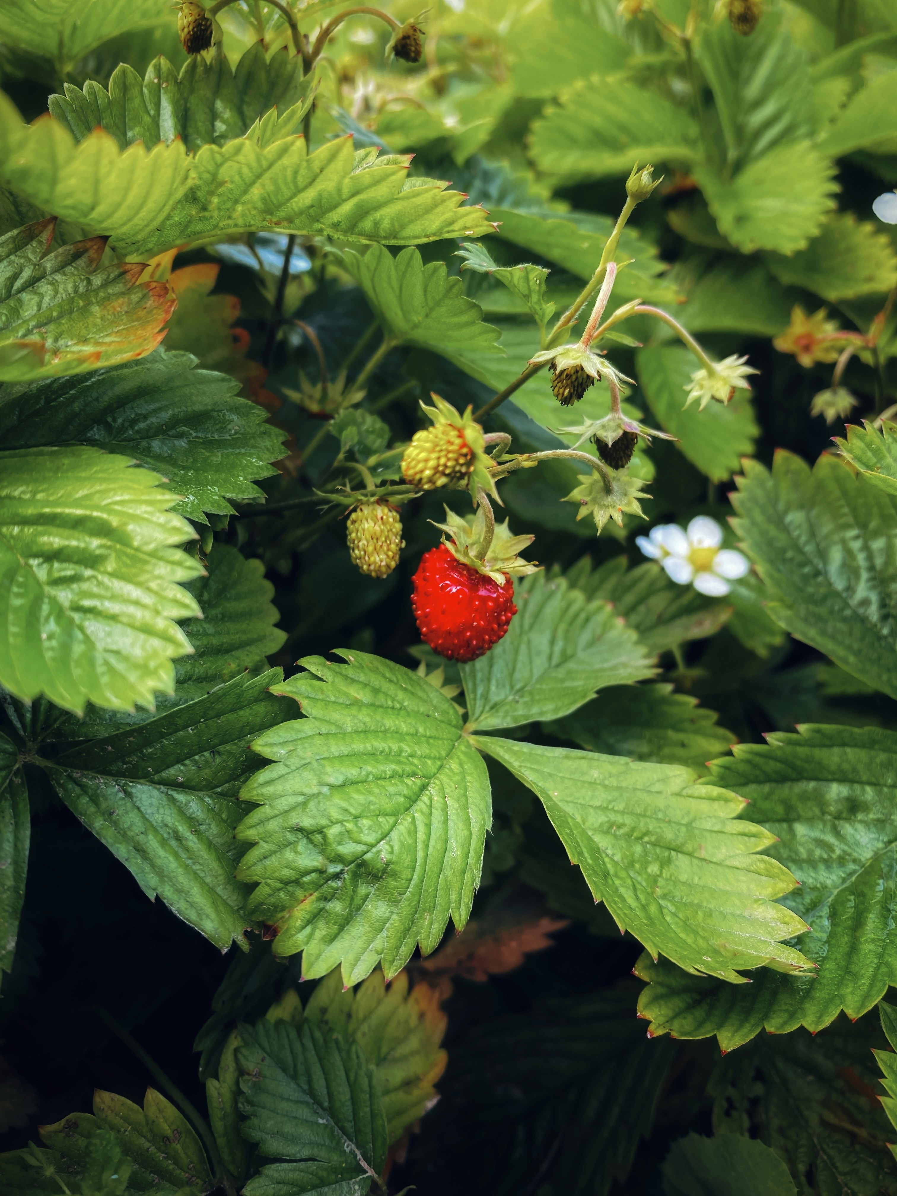 Crimson Berry Among Serrated Green: A Close-Up in a Strawberry Patch