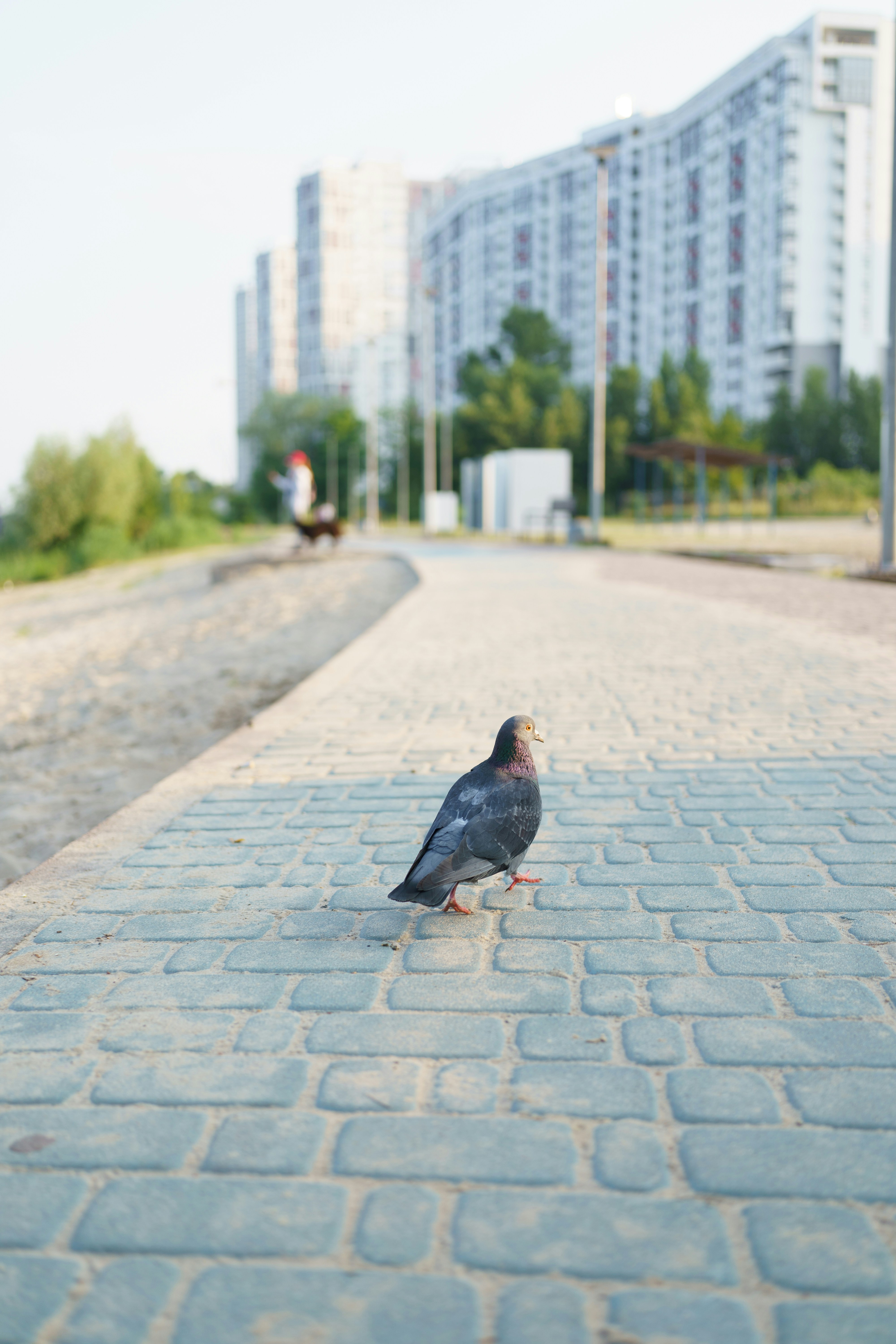 Pigeon on a Sunlit Cobblestone Path as City Towers Blur into Distance