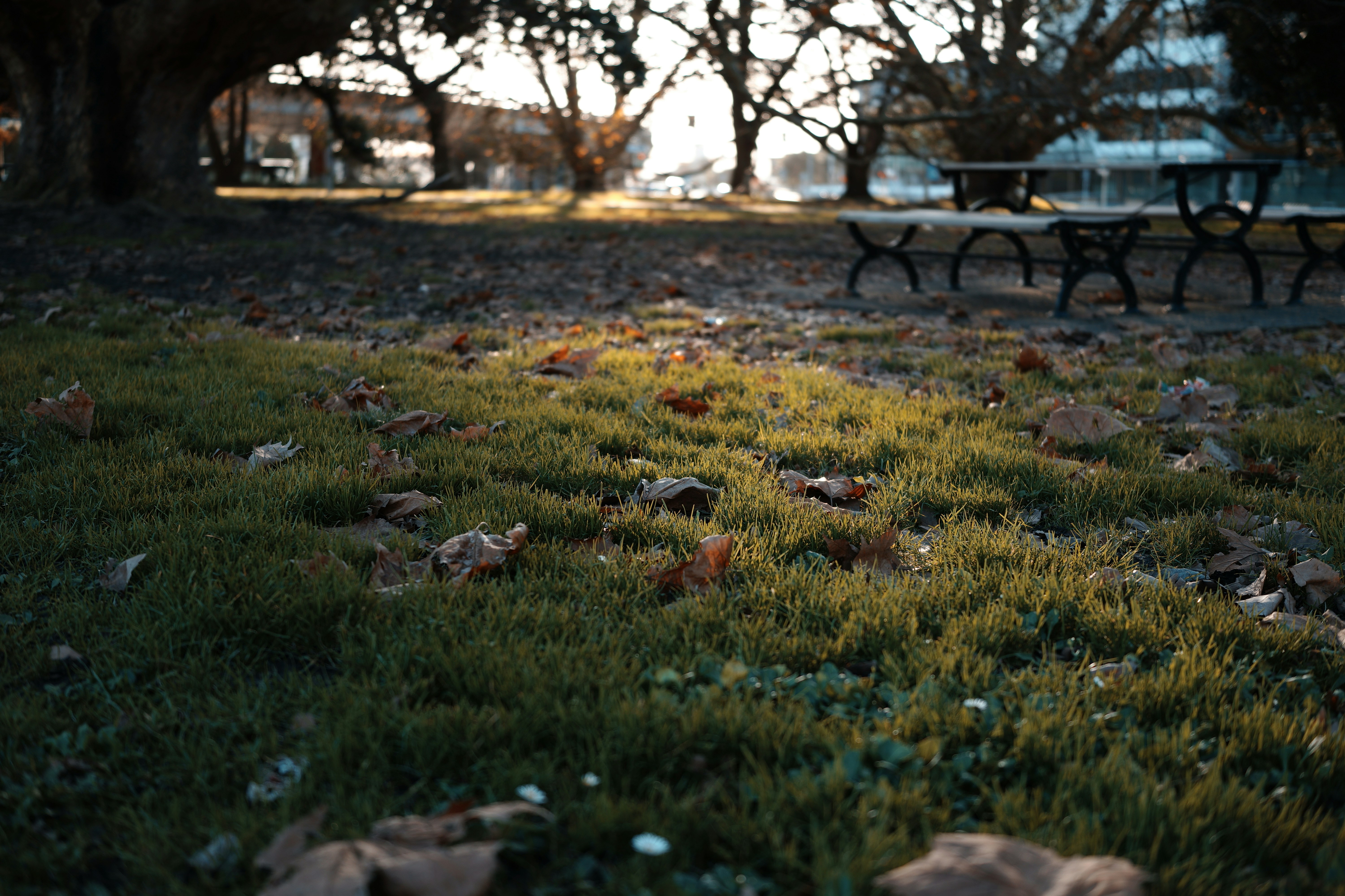 Grass and fallen leaves glow with warm light in a park, benches and trees receding into the background.