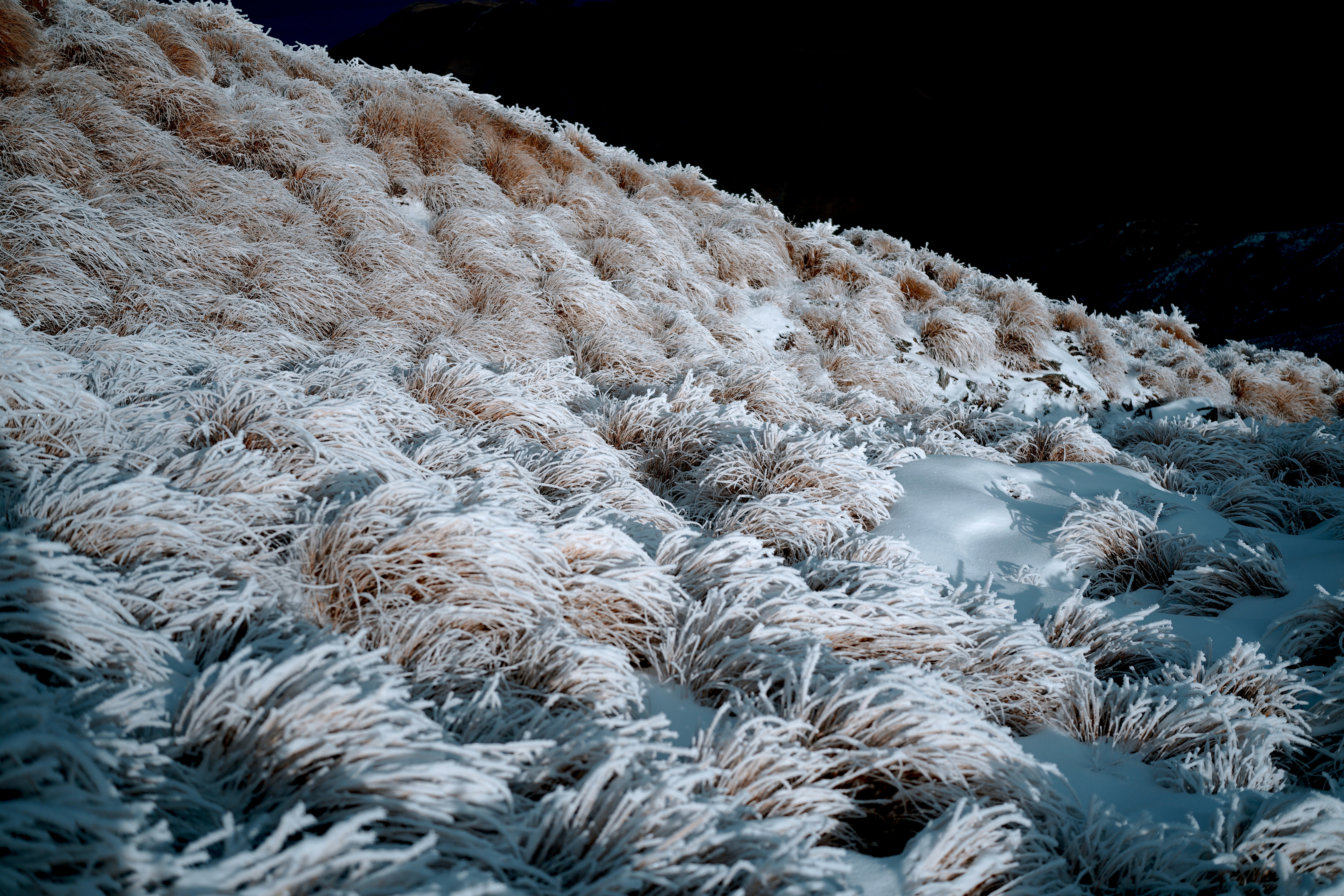 Ice-Lace Prairie: Frosted Grasses Under Dusk Shadows