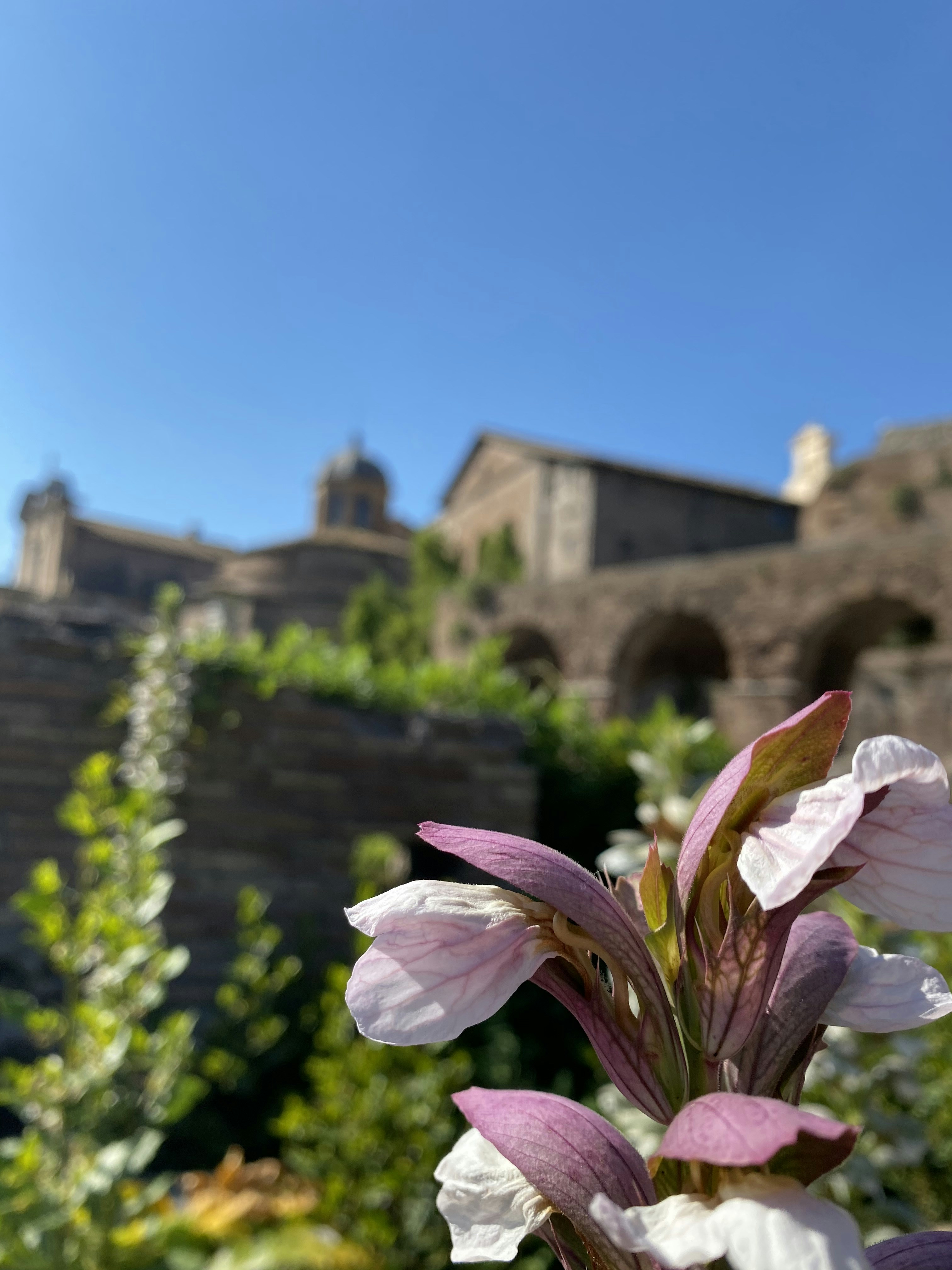 Petals in Focus: Bloom Framed by Sunlit Ruins