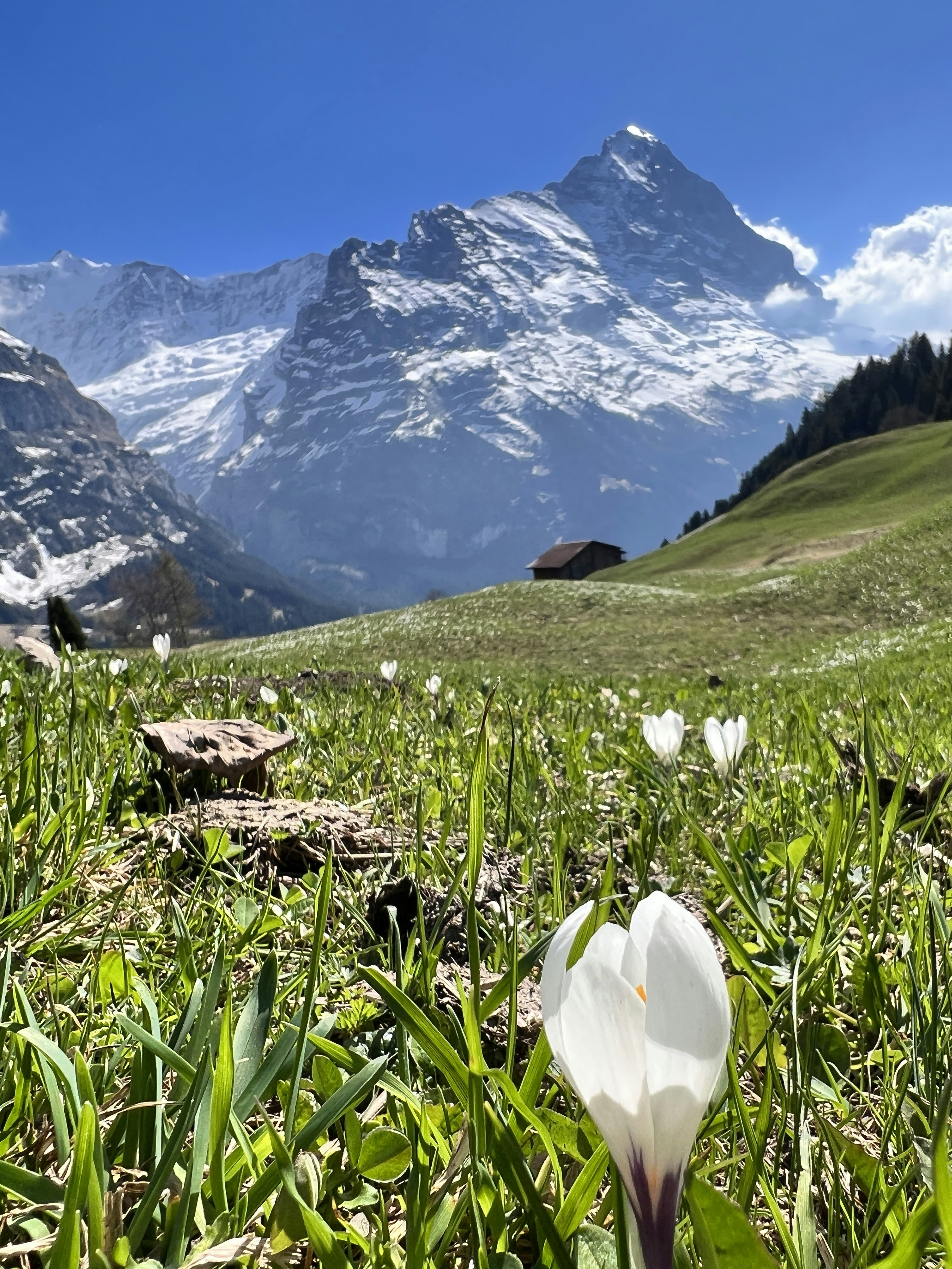 Crocus Field at the Foot of Snowbound Peaks
