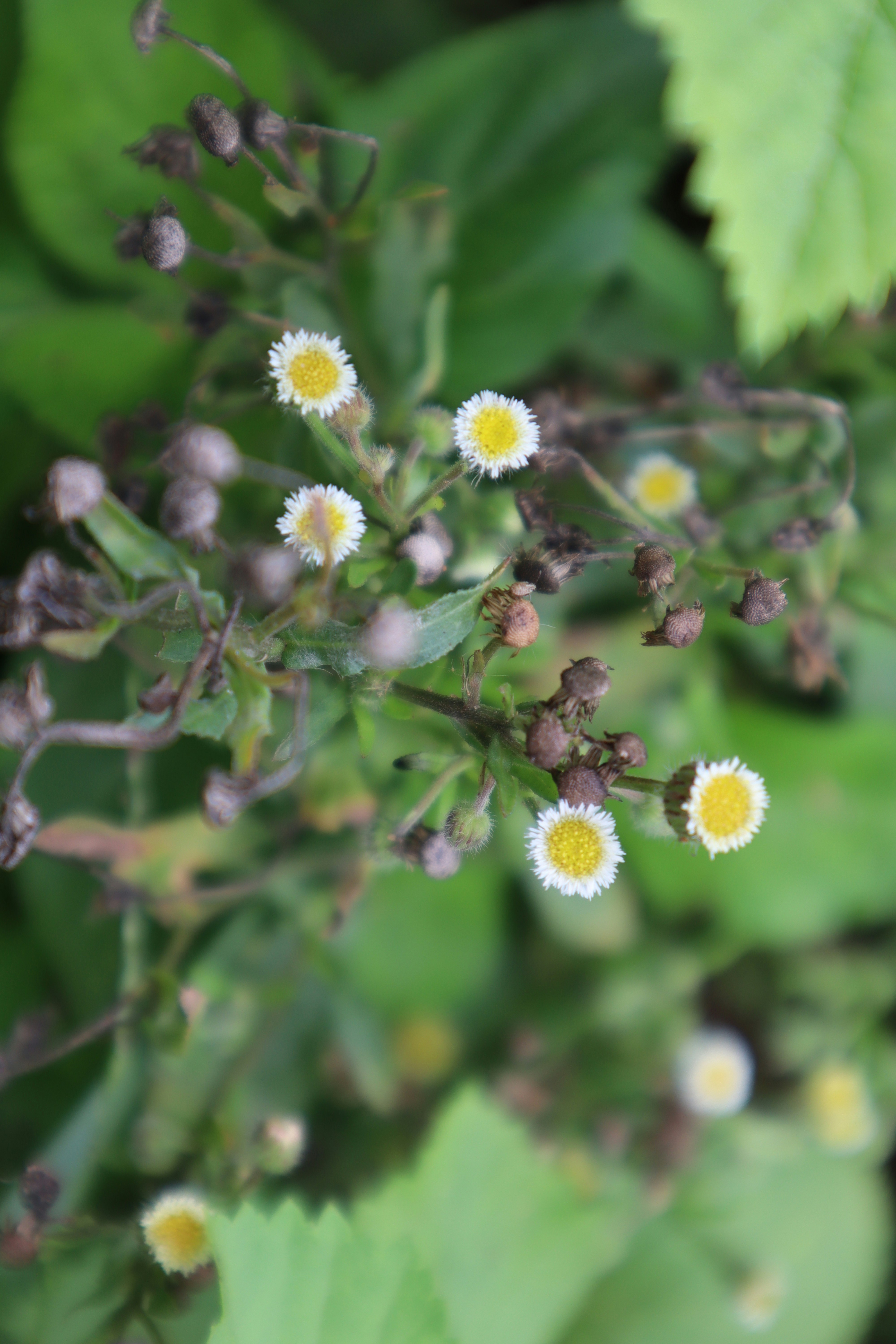 Floral Microcosm: White-edged daisies amid green blur