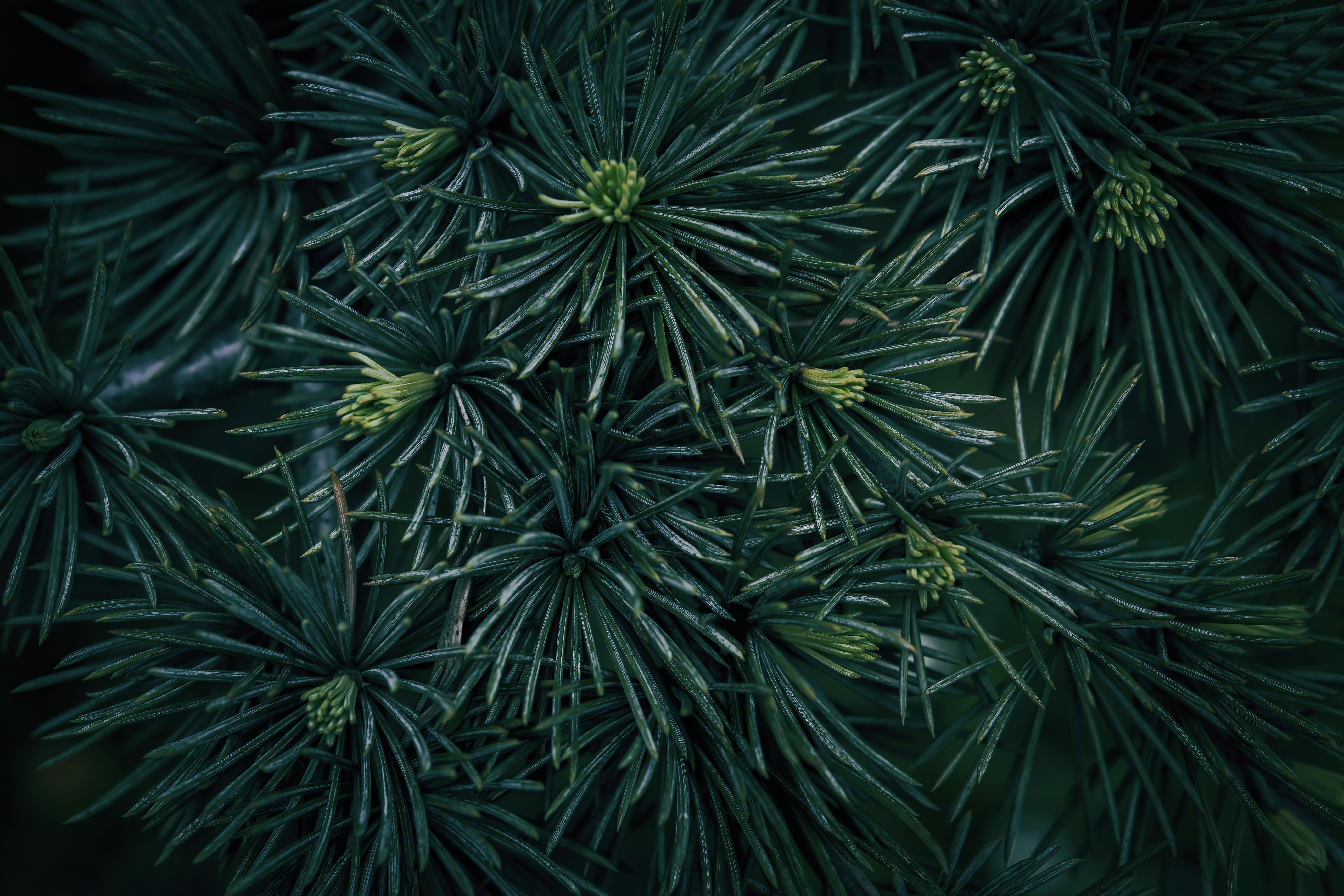 A close up view of a pine tree photo – Free Texture Image on Unsplash