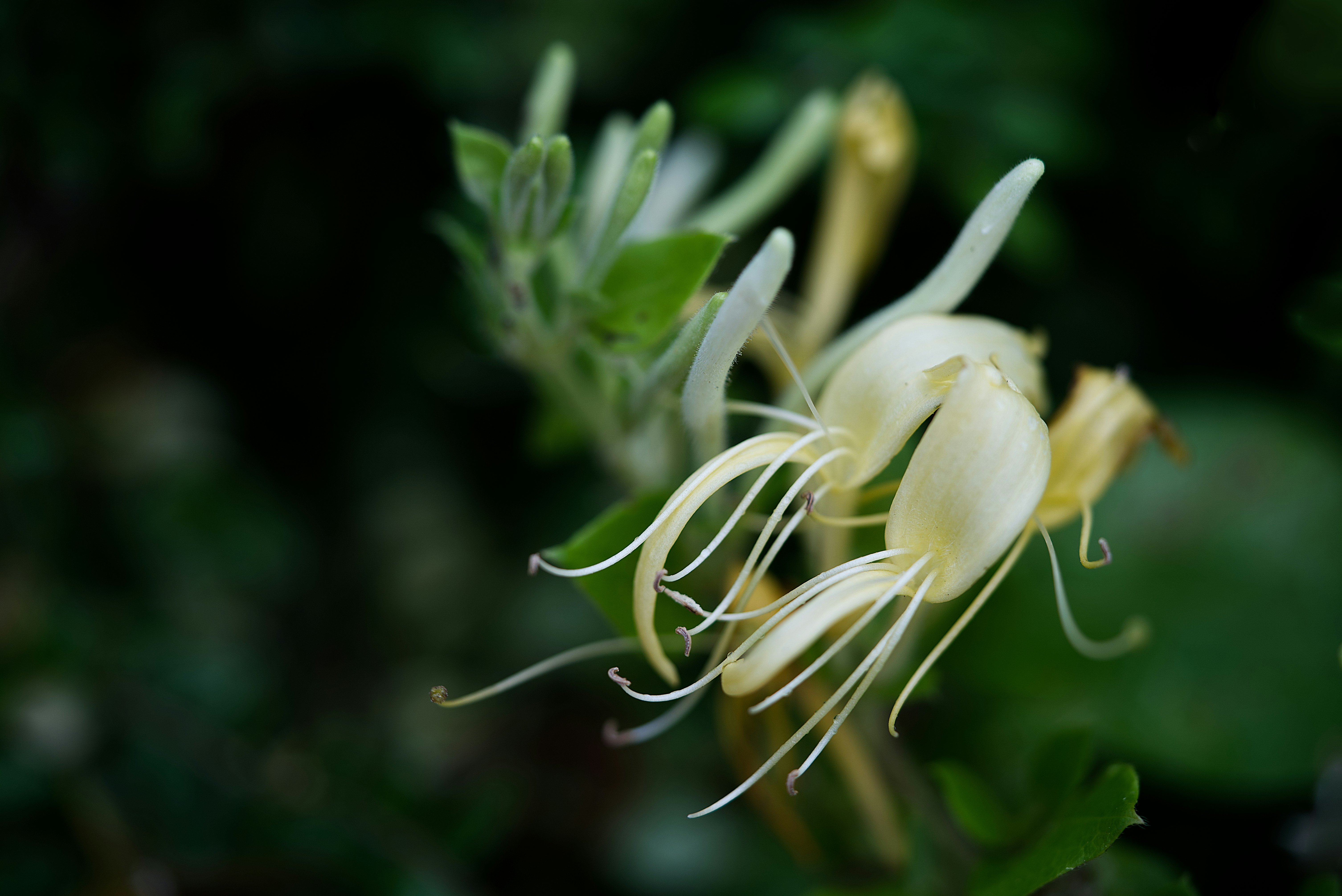 Photo by Trevor John Williams with Sony Alpha 7 III