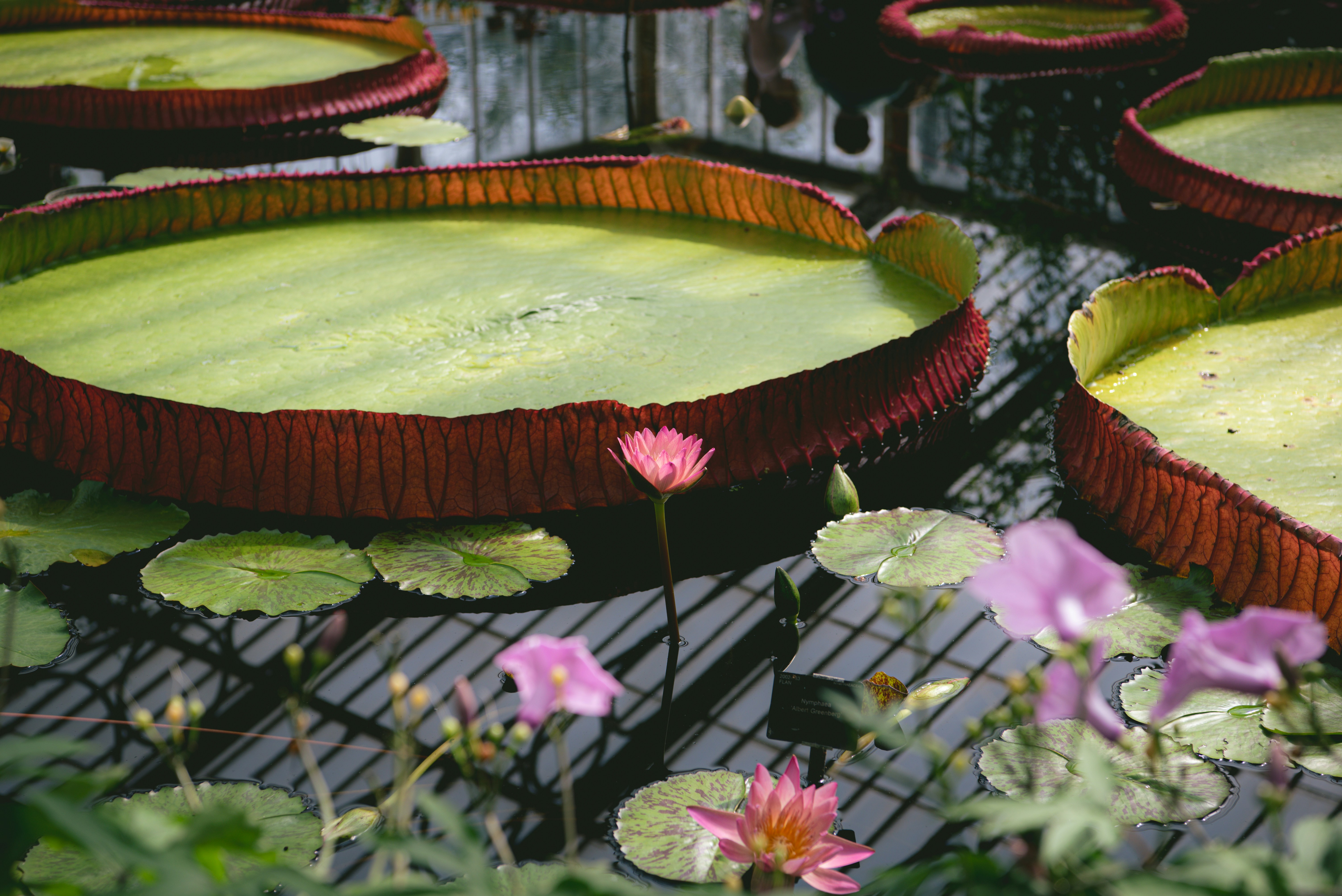 Pink Lotus on a Quiet Pond Among Crimson-Edged Pads