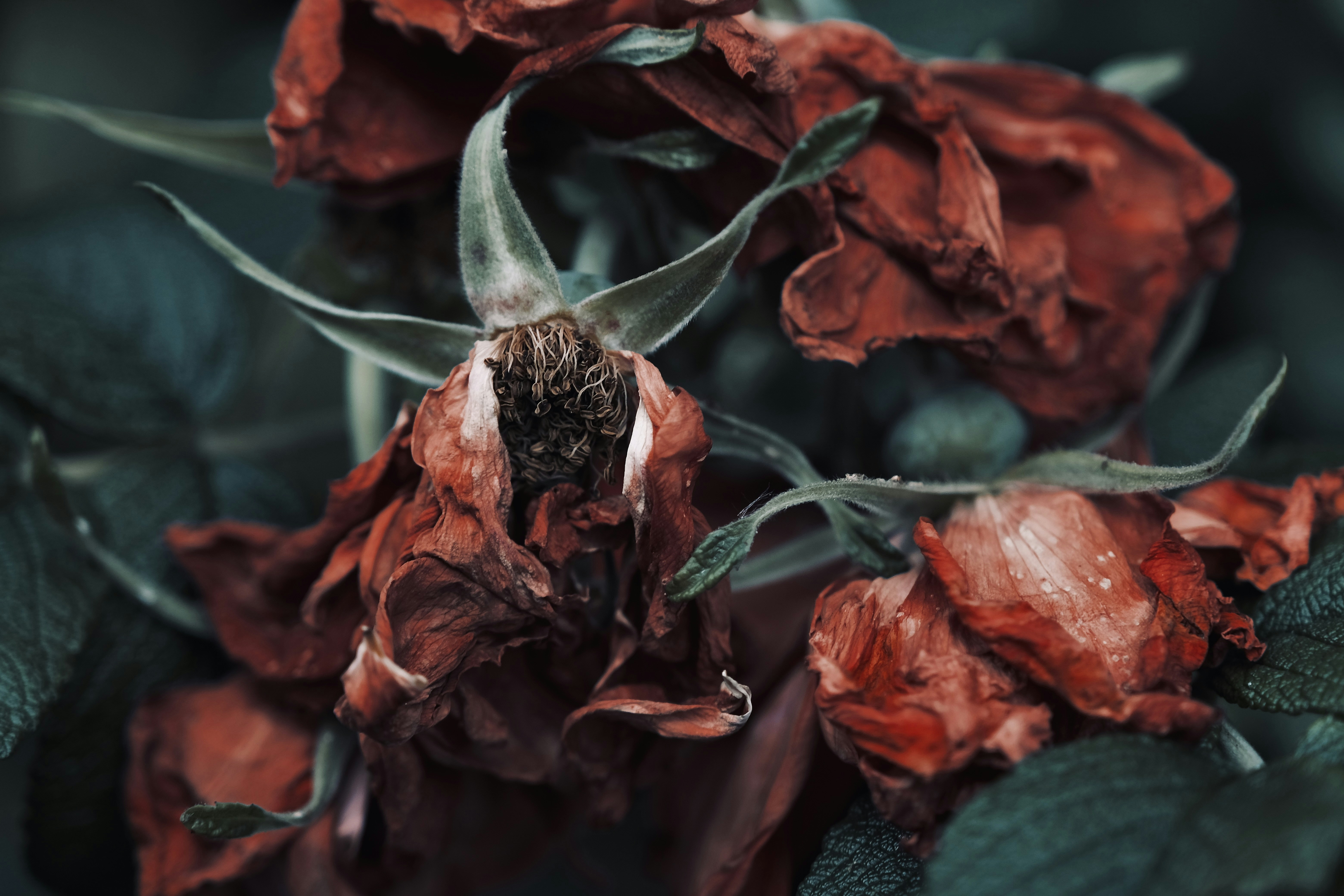a bunch of red flowers with green leaves