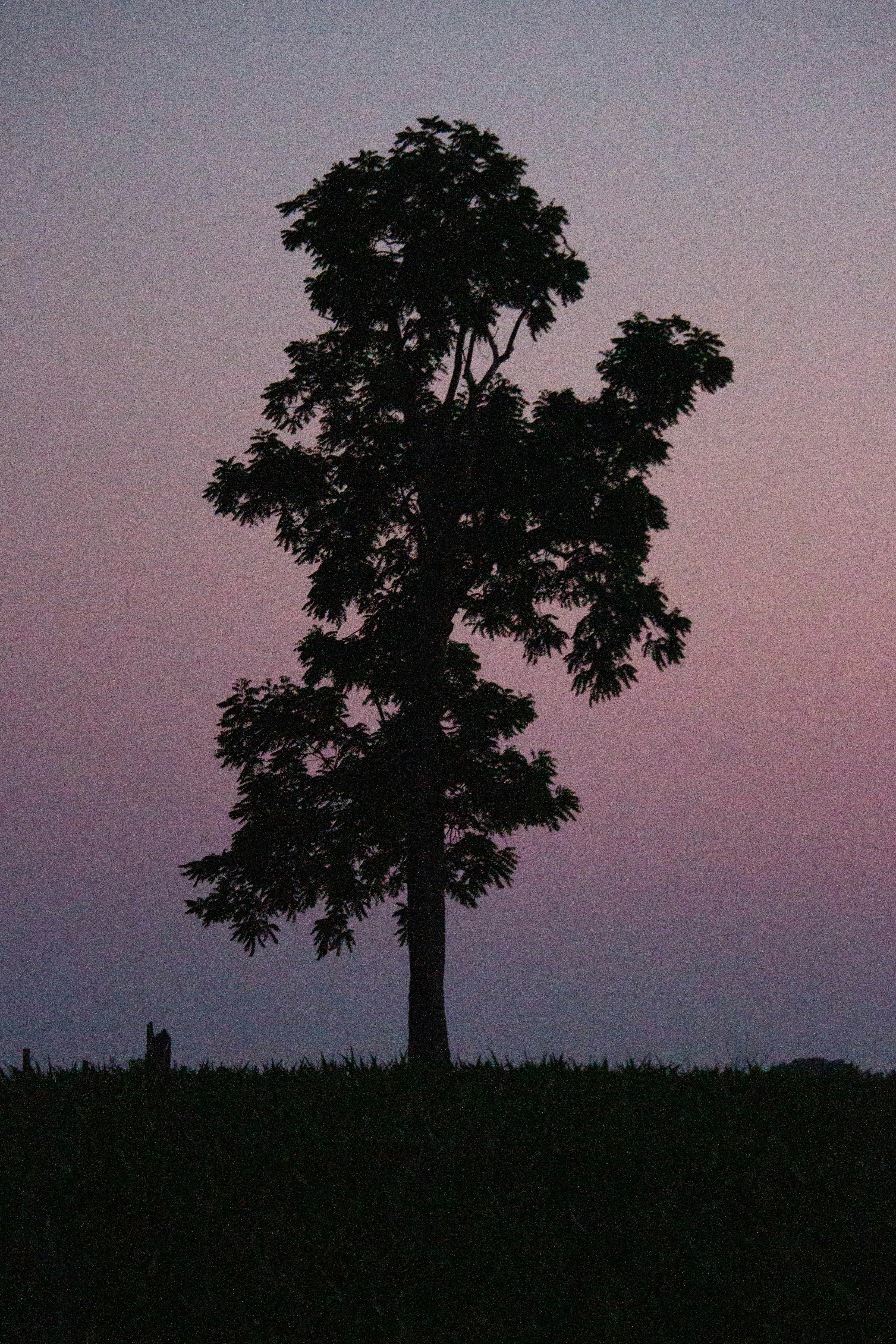 Horizon Sentinel: A Lone Tree in Lavender Dusk