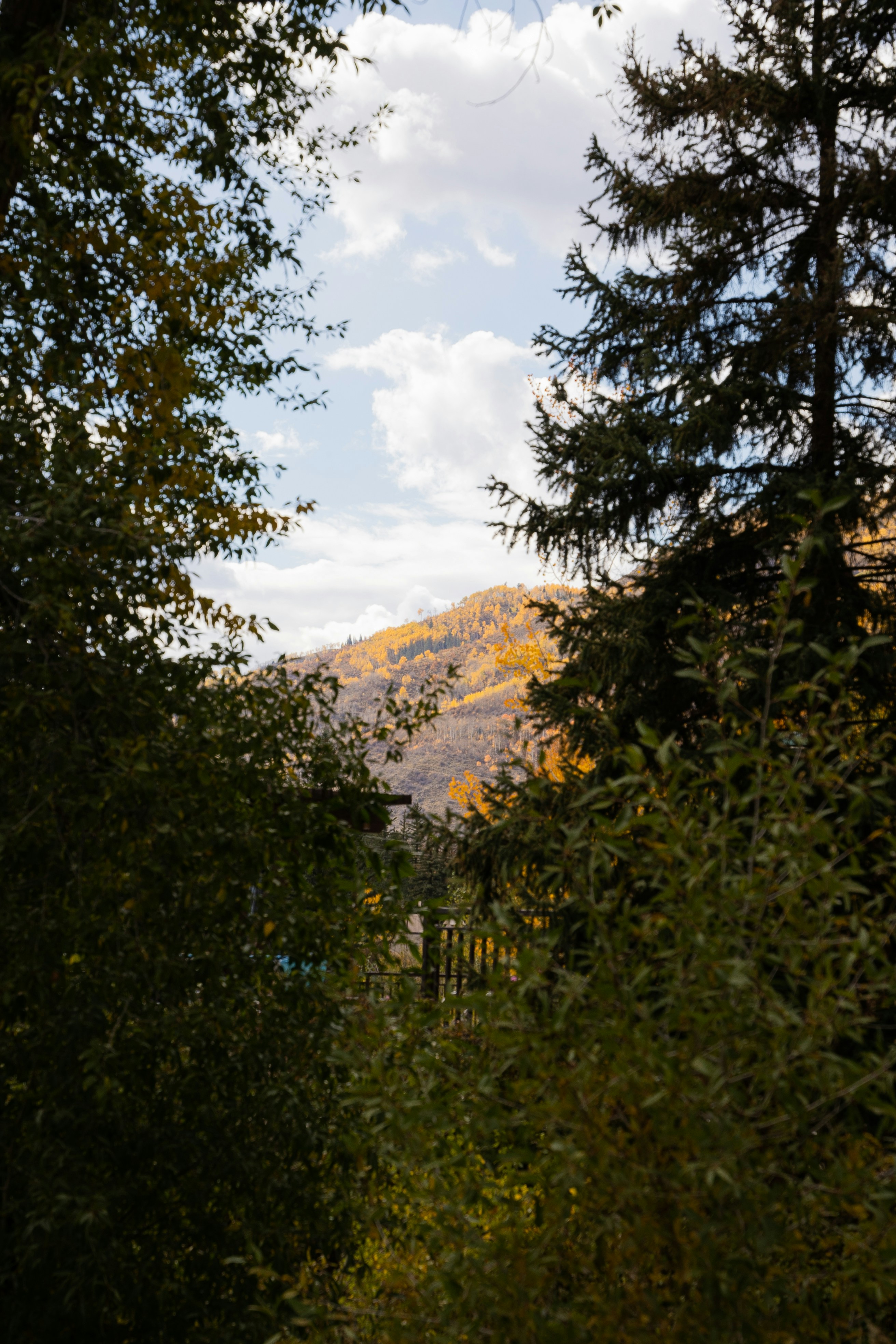 A view of a mountain through some trees photo – Free Vail Image on Unsplash