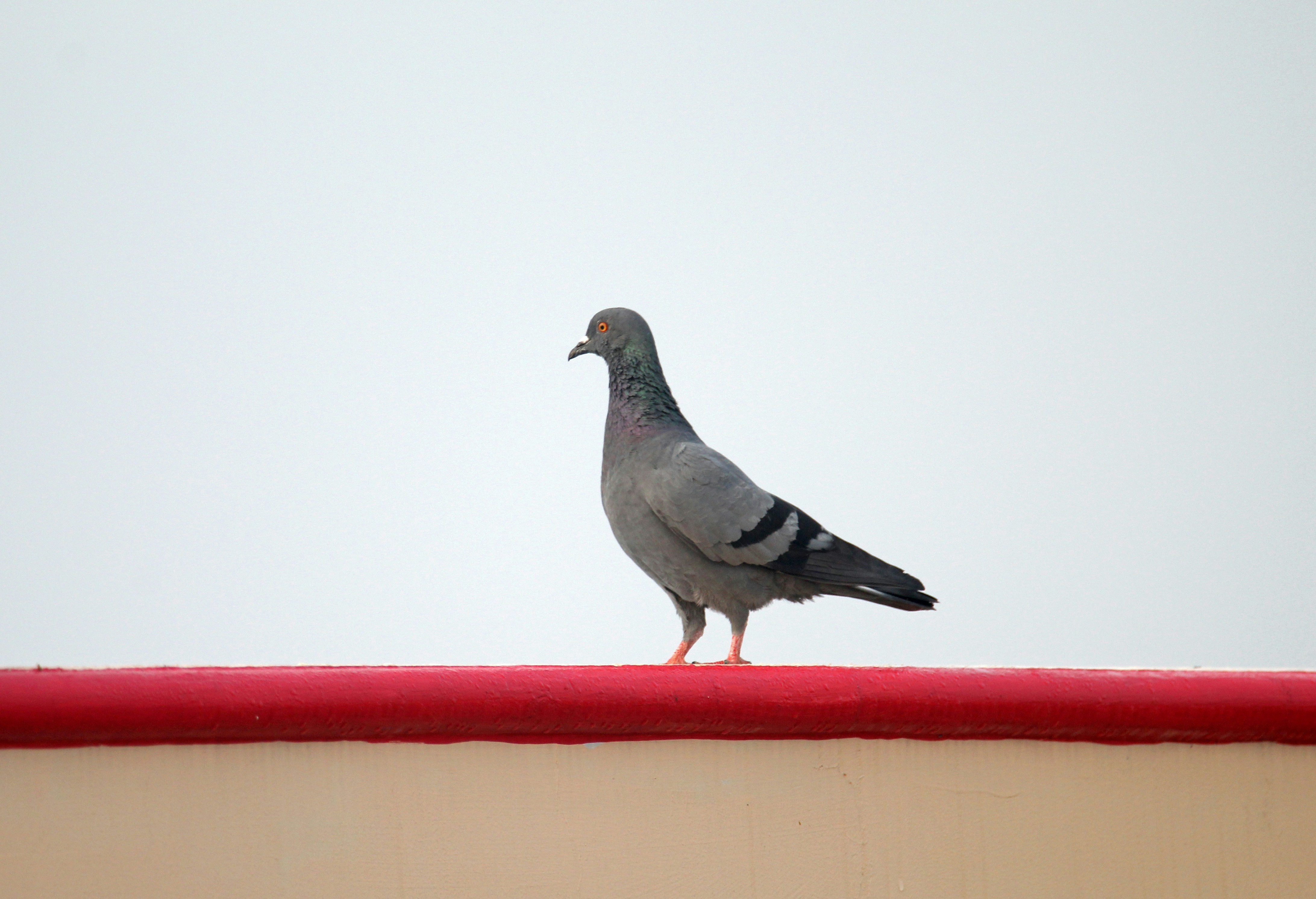 Un pigeon assis au sommet d’un toit rouge photo – Image gratuite de ...