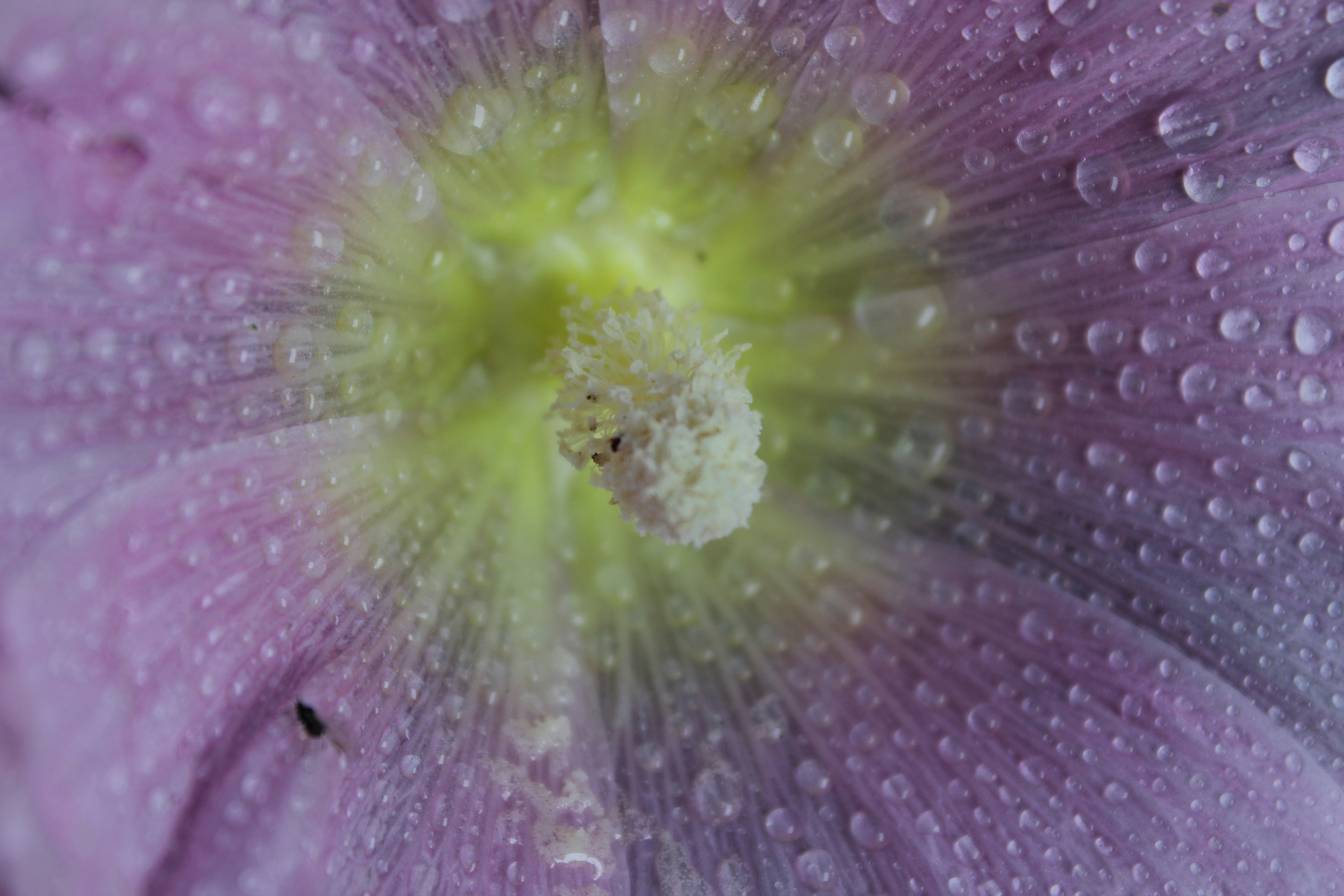 Dew-Kissed Stamen at the Velvet Aperture