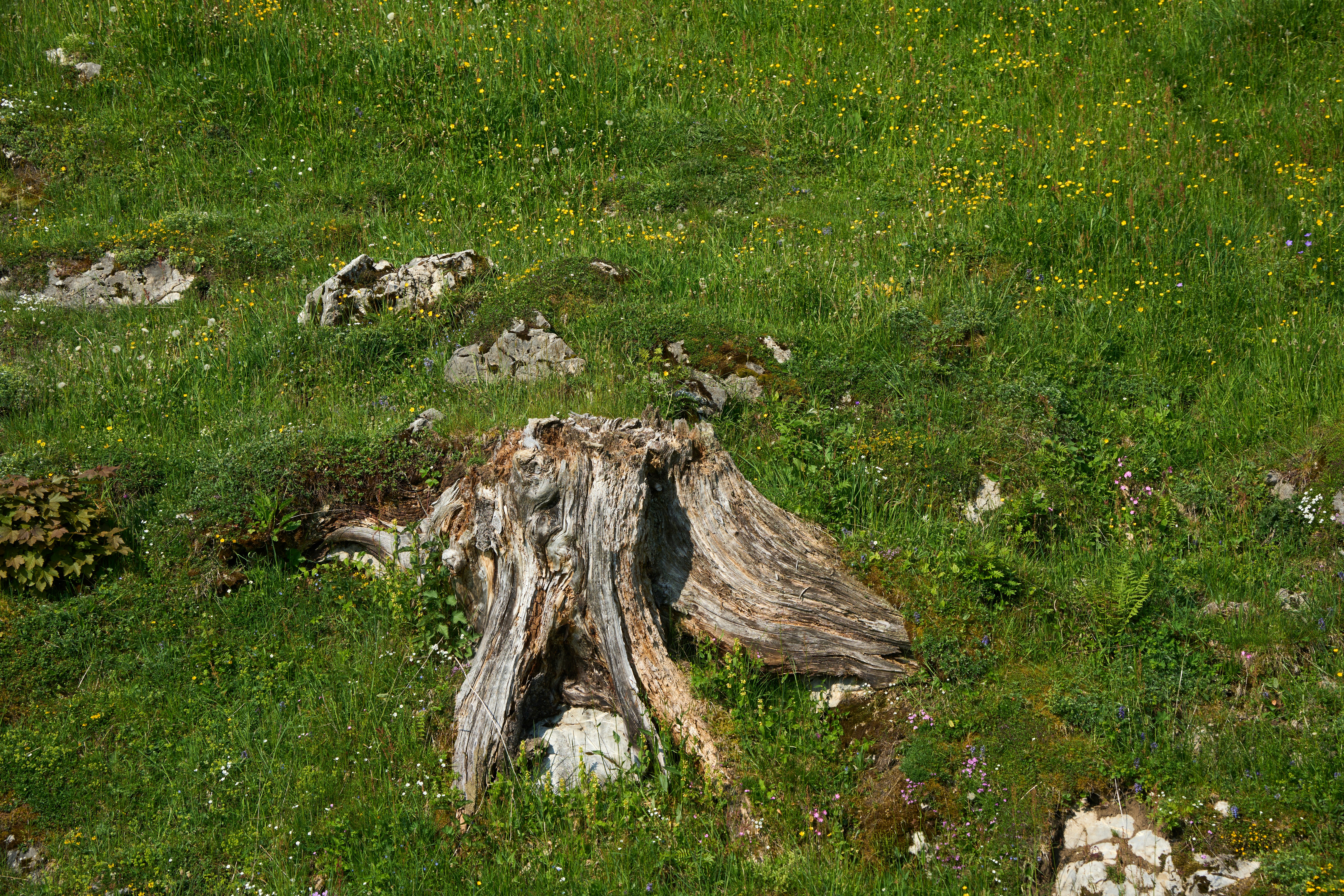 Photo by Wolfgang Hasselmann with Sony Alpha 7 IV