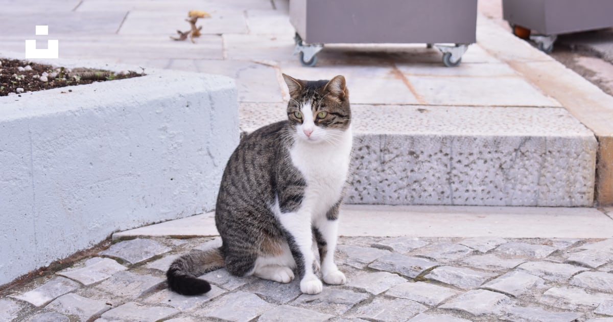 쓰레기통 옆에 바닥에 앉아 있는 고양이 사진 Unsplash의 무료 고양이 이미지