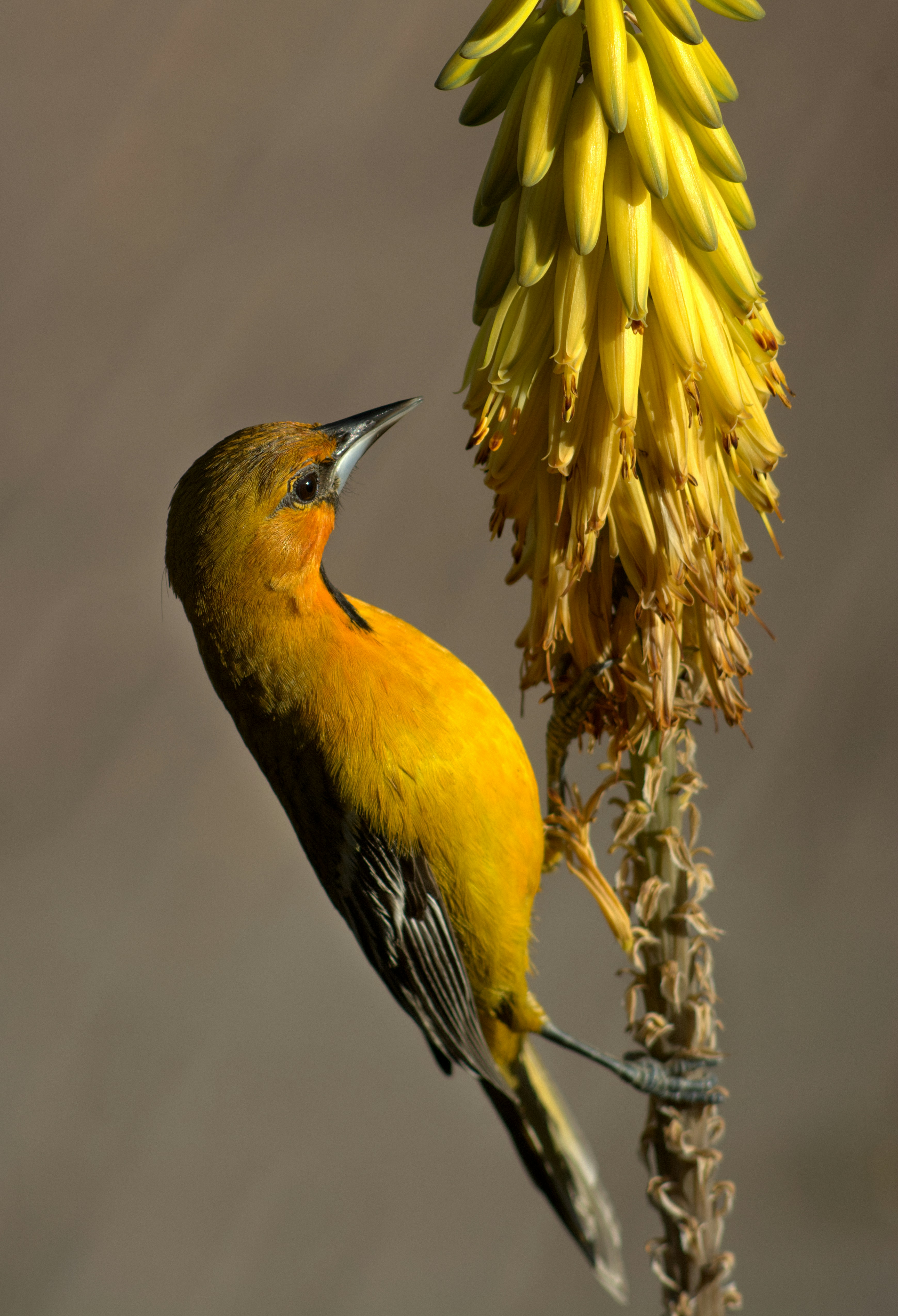 Orange-chested Weaver Clings to a Golden Spike