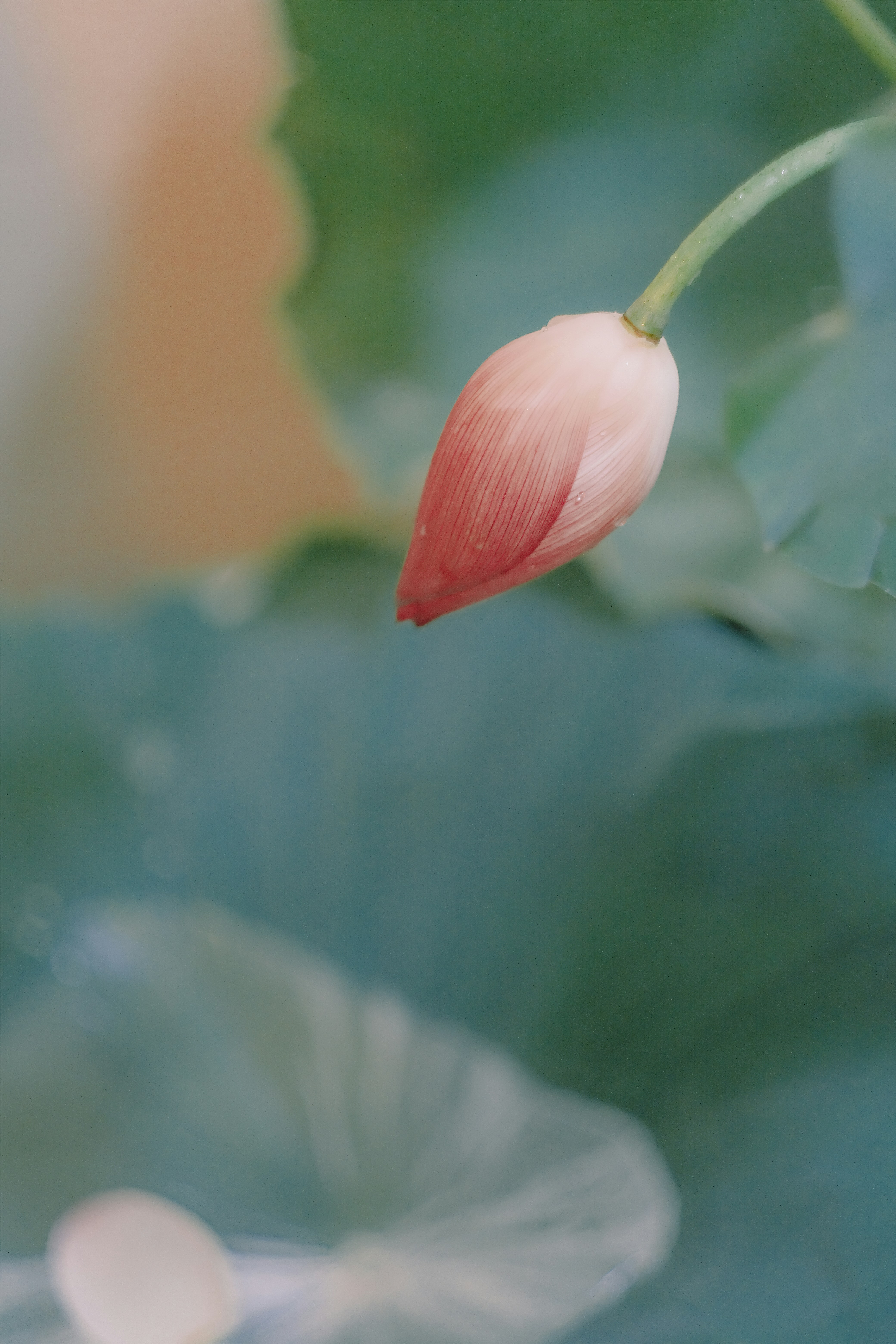 A single pink bud in soft focus among cool green foliage