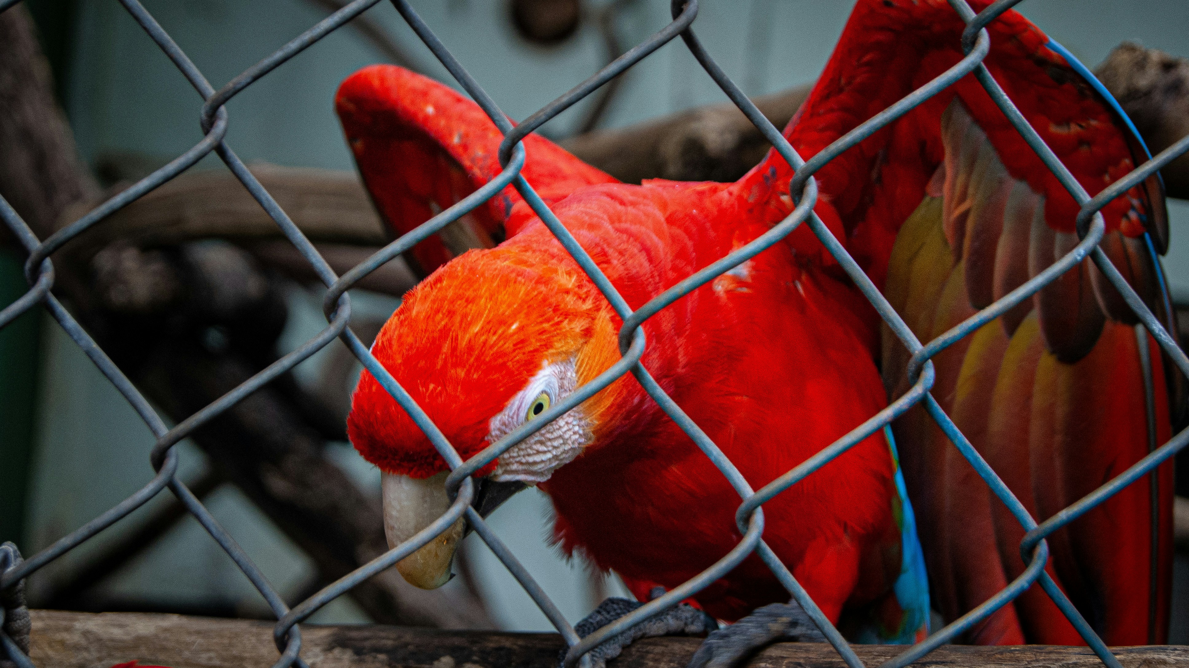 Crimson macaw peering through a chain-link fence, its bright red plumage and blue-yellow tail visible behind the grid.