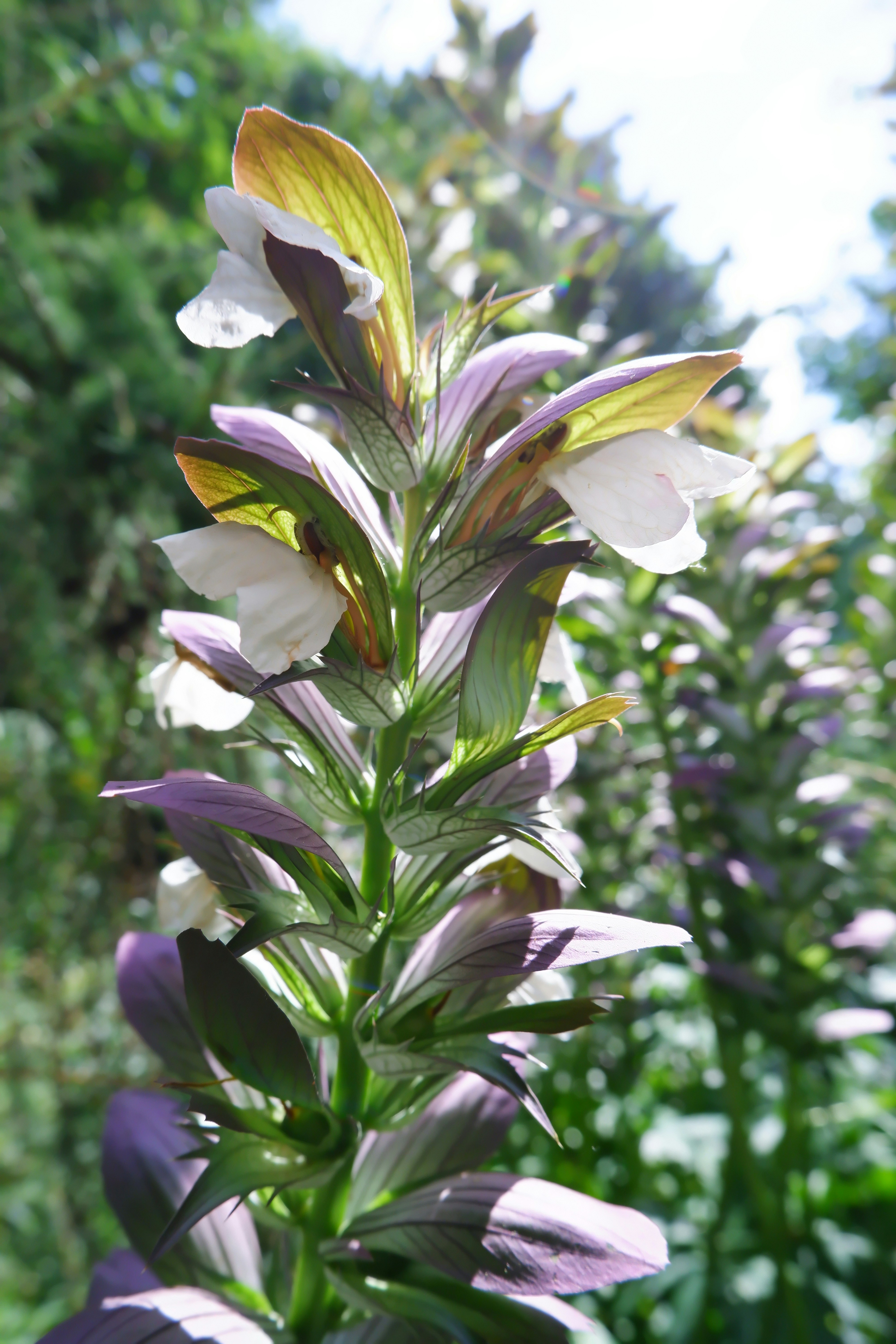 Sunlit Spiral Bloom: A Close-Up of a Purple-Leaf Flower Spike