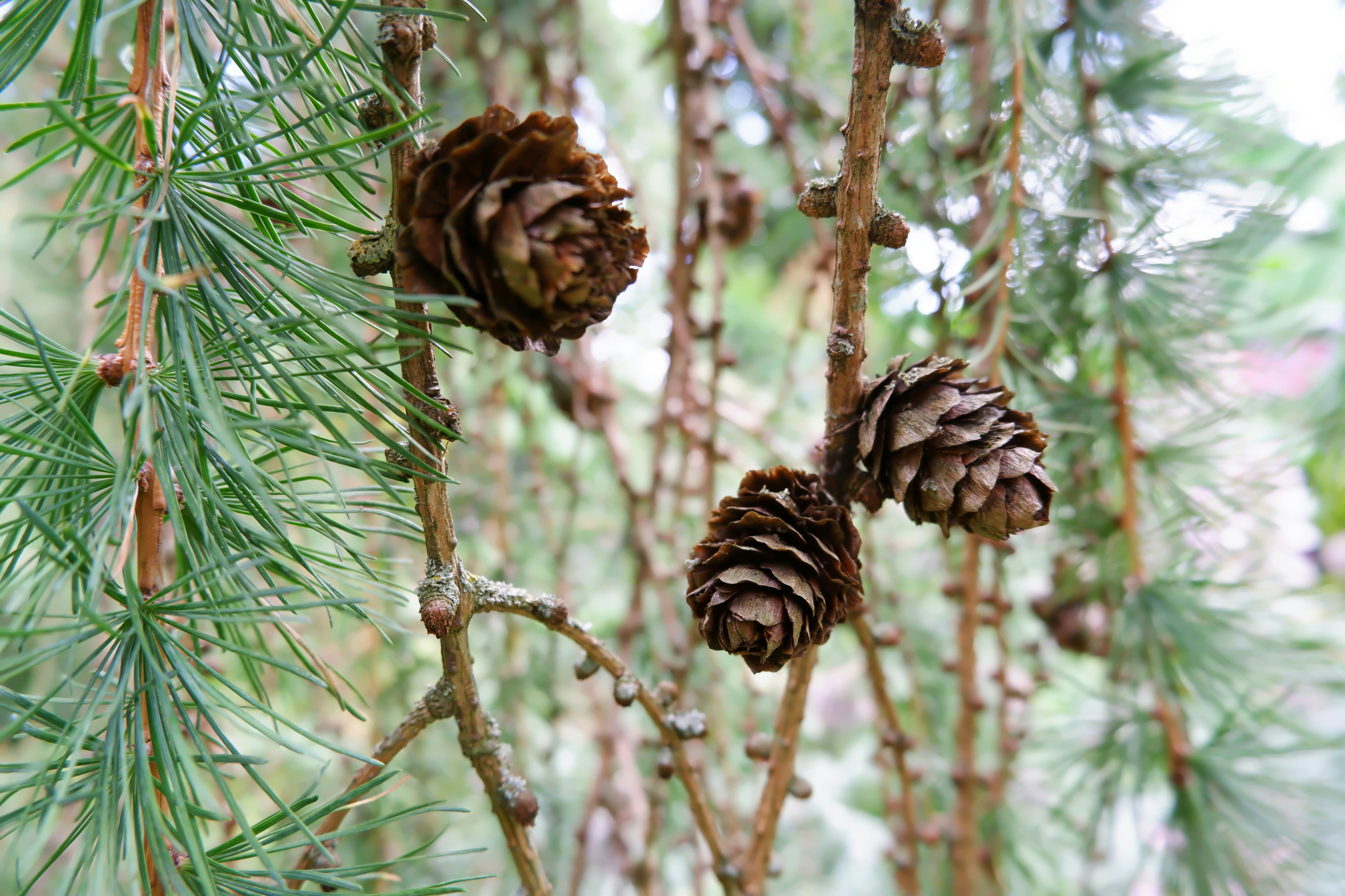 Winter Texture: Pine Cones Nestled Among Needle Green