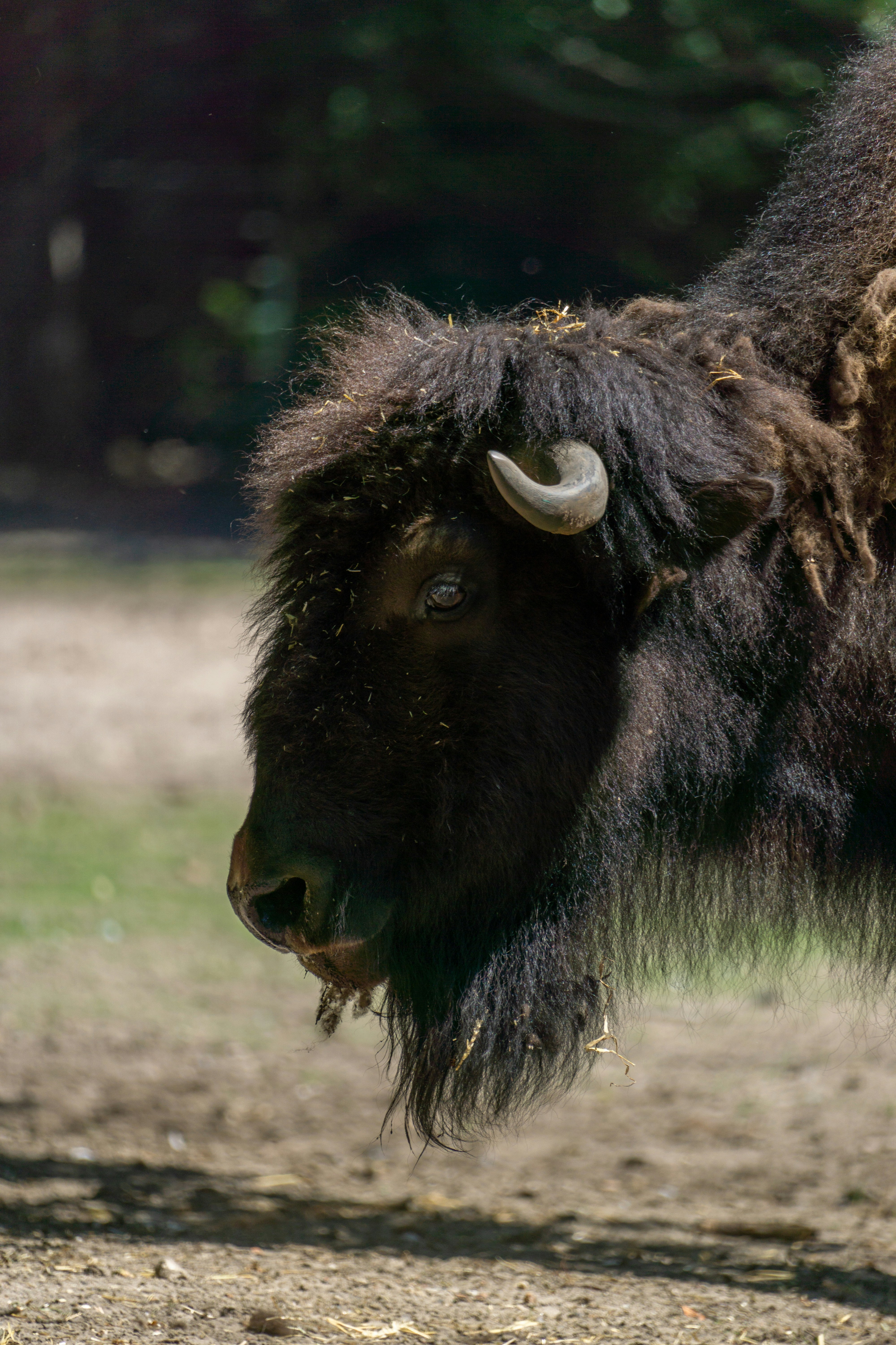 Dust-laced Profile: A shaggy bison in a sunlit paddock
