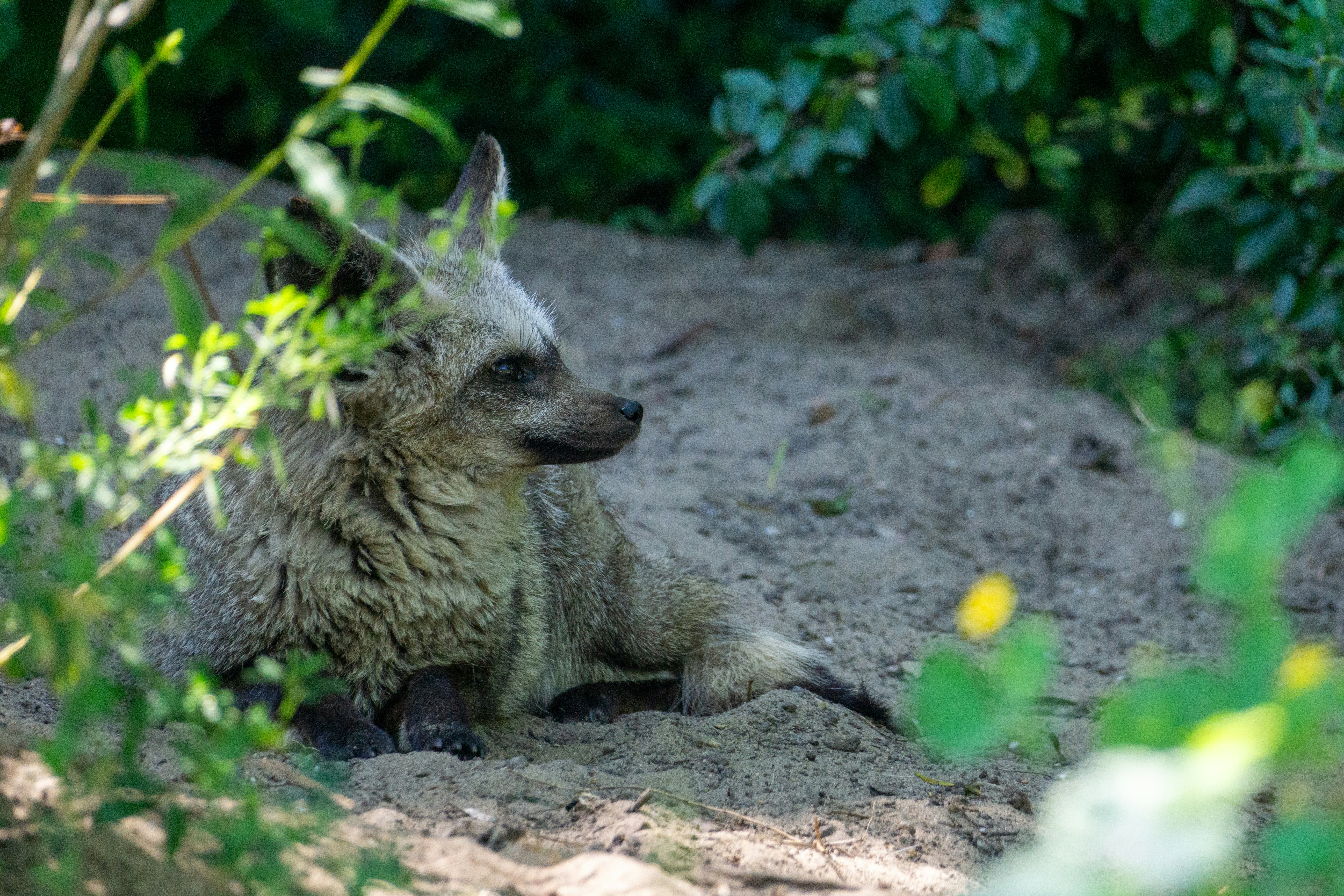 A small animal sitting on top of a dirt field photo – Free Animal Image ...