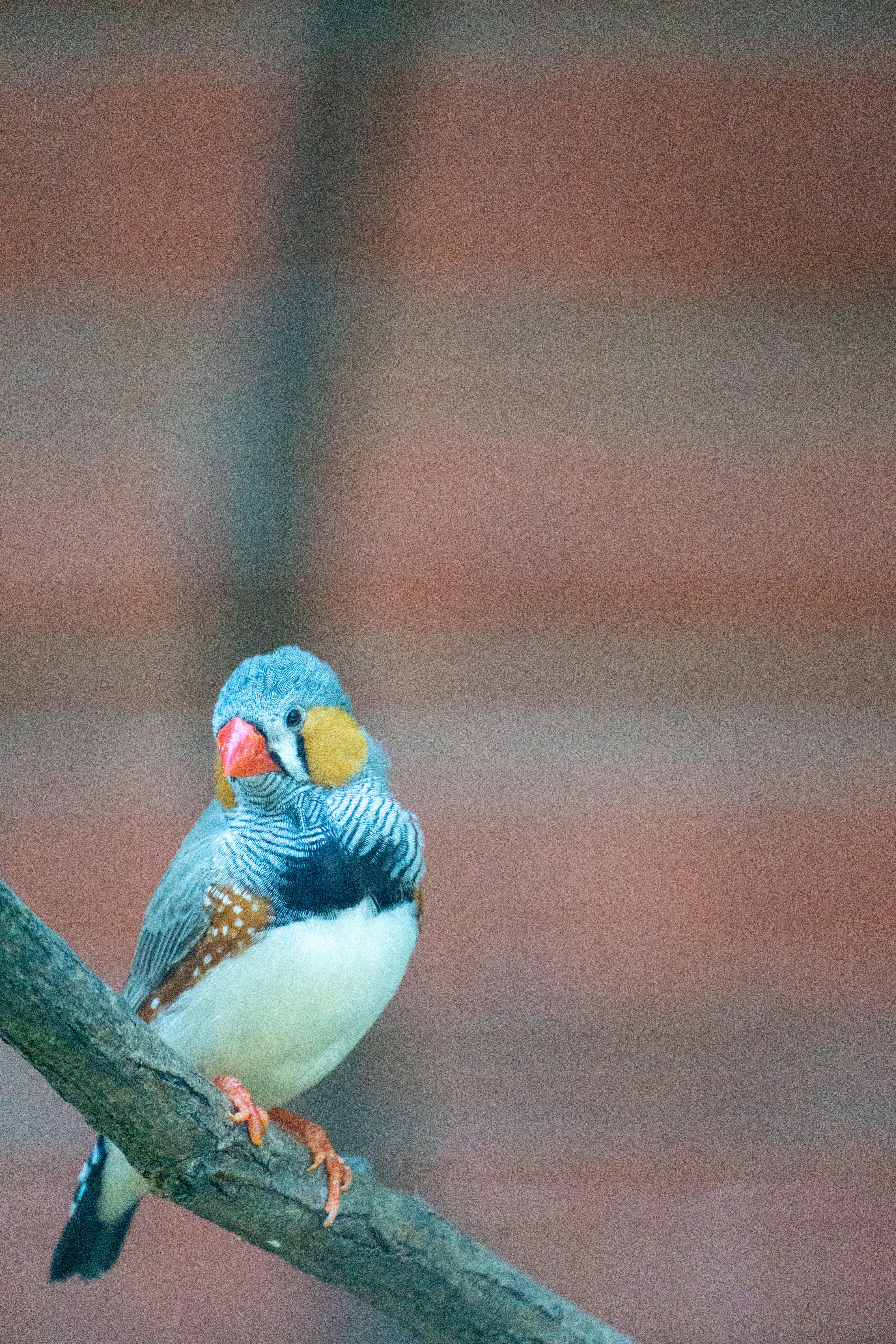 Azure-headed Finch Perched on a Weathered Branch