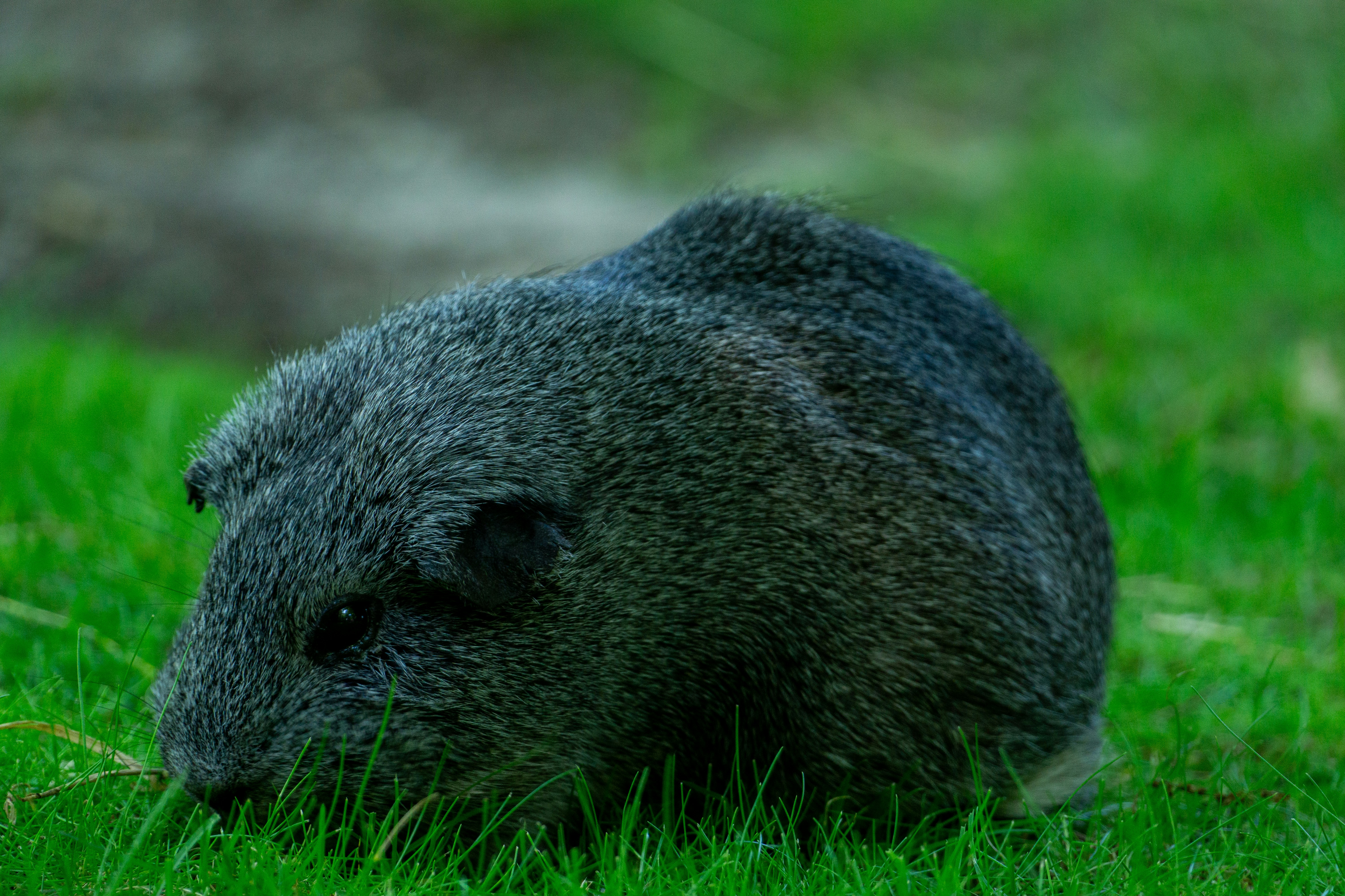 Low-Profile Rodent of the Lawn: A Quiet Ground-Wrazle in Green Pasture