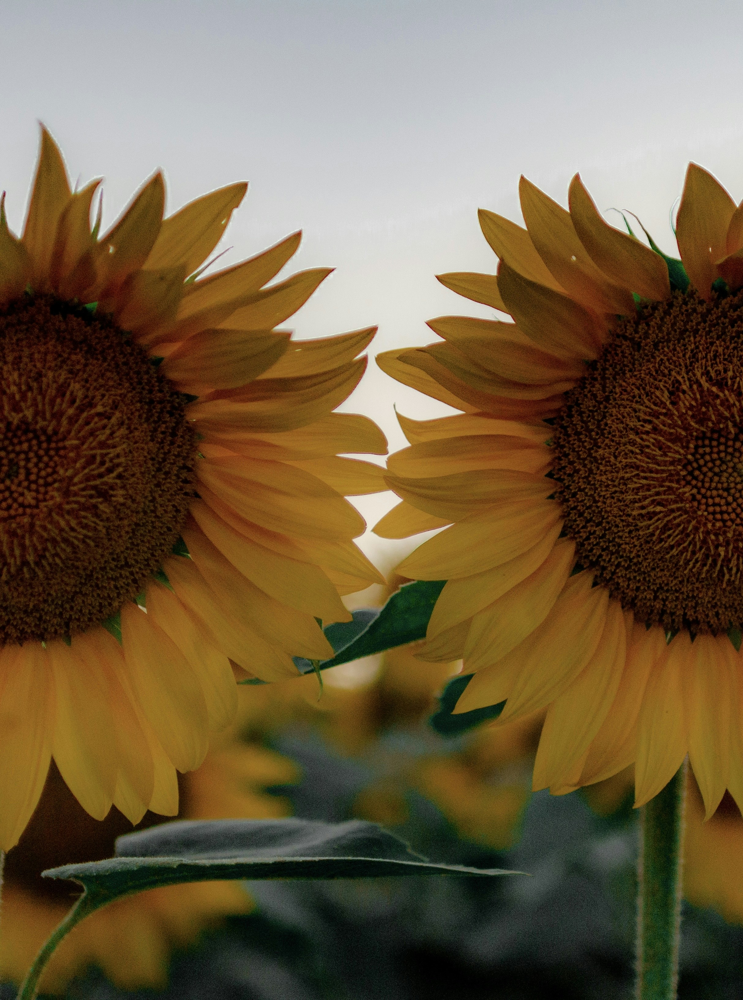 Two large sunflowers in a field of sunflowers photo – Free Summer Image ...