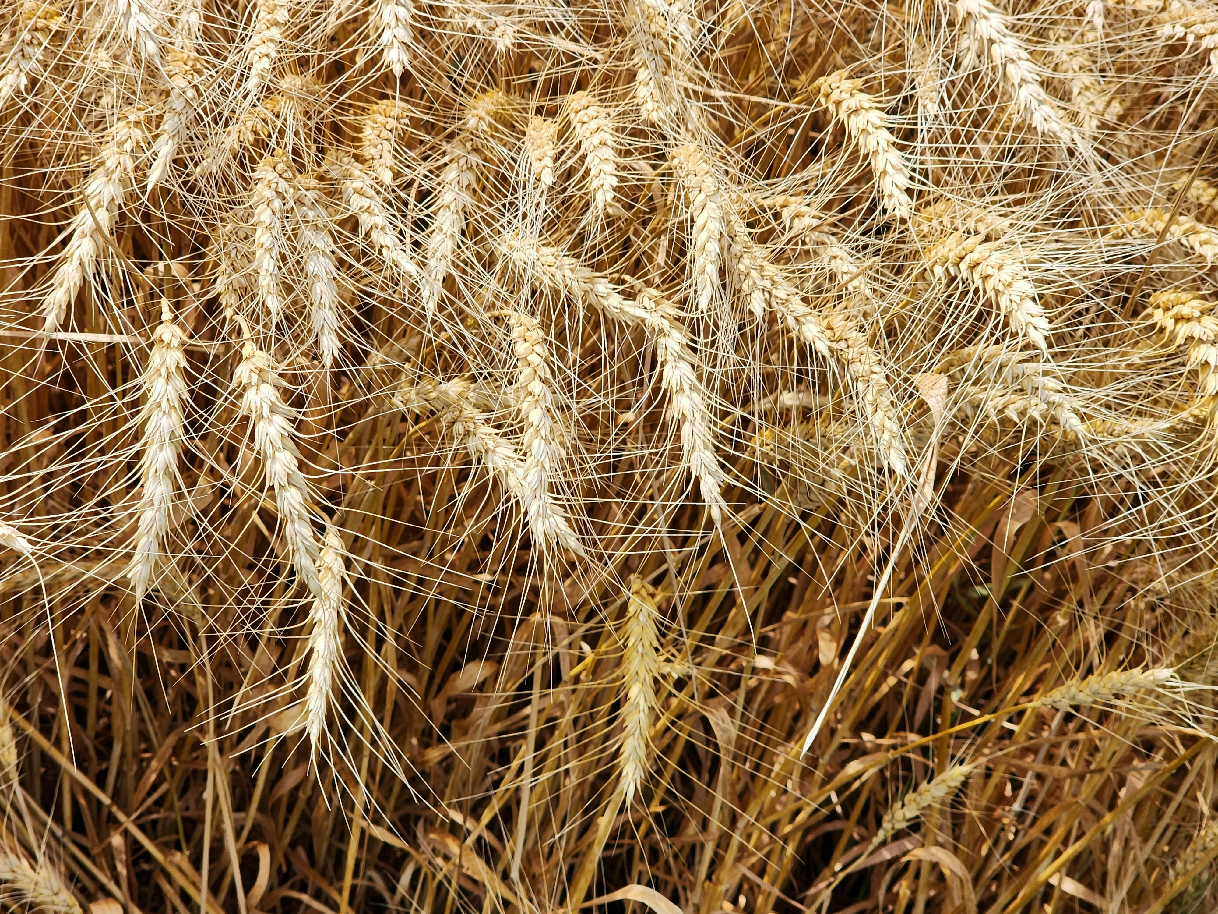 Close-up of golden wheat stalks swaying gently in the breeze, showcasing their delicate structure and rich texture.