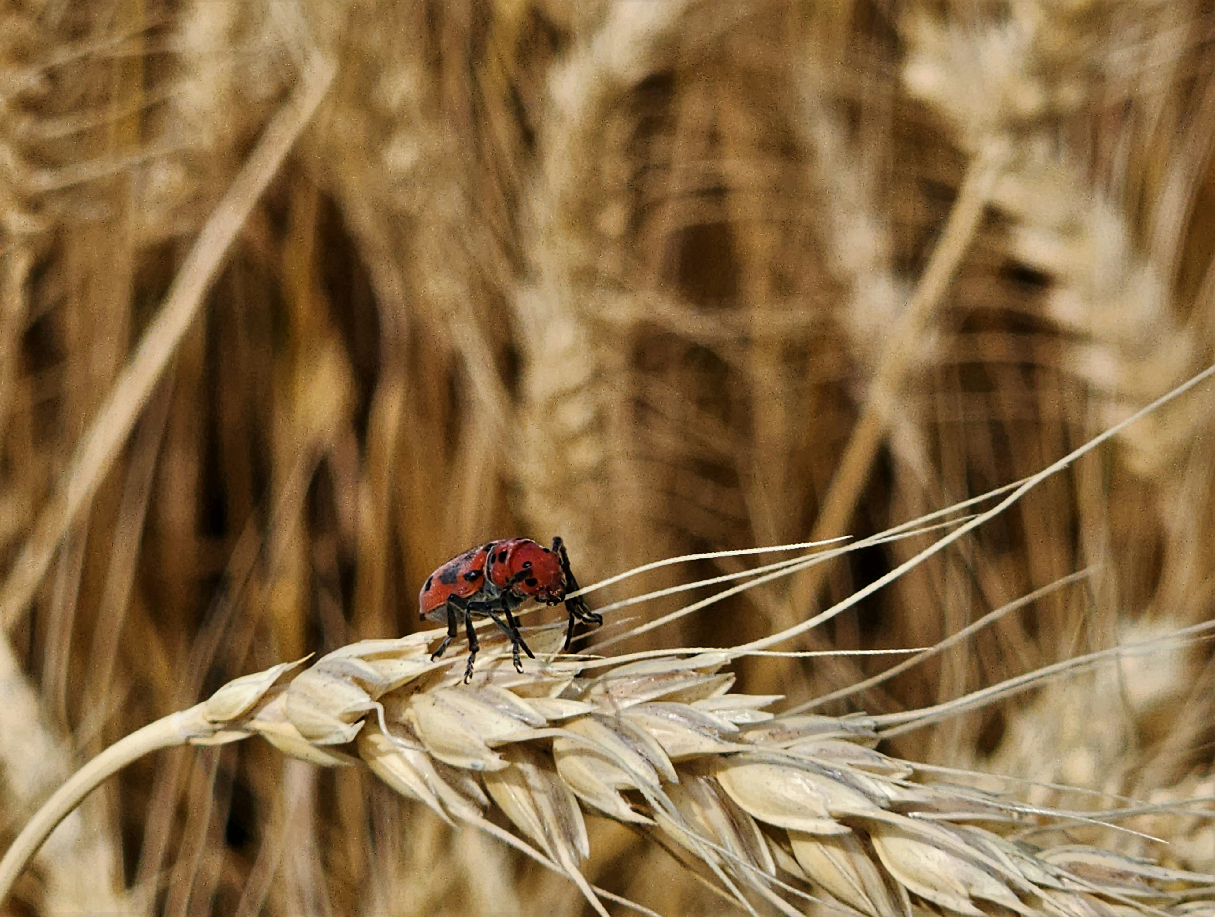 Crimson Beetle on a Golden Wheat Crown